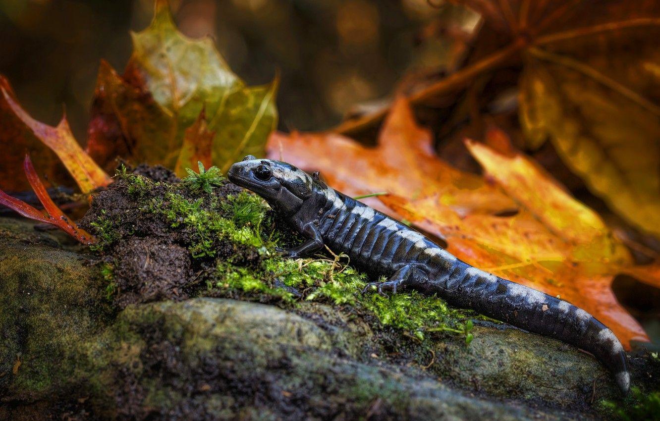 Salamander Wallpapers - Top Free Salamander Backgrounds - WallpaperAccess