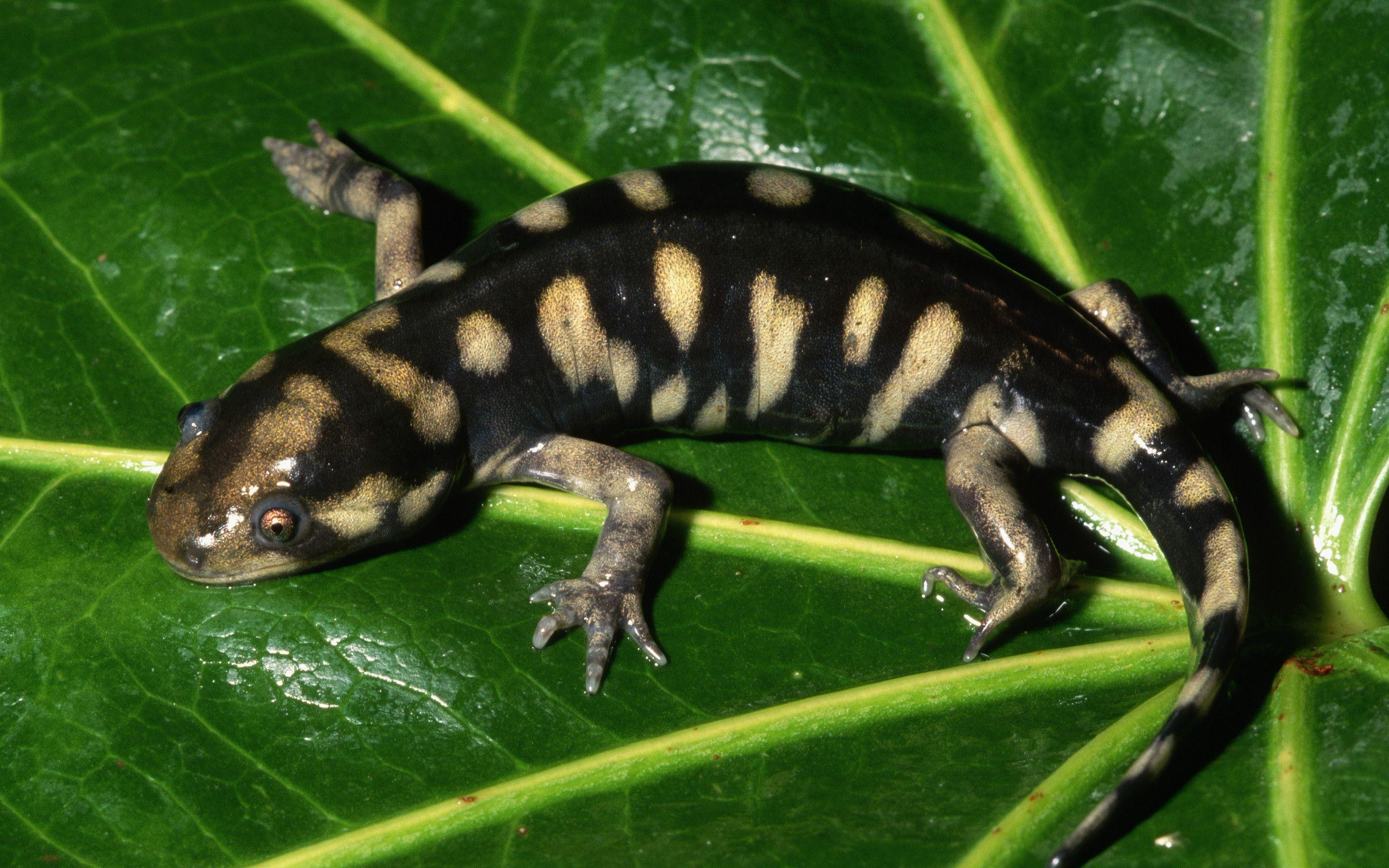 Salamander Wallpapers - Top Free Salamander Backgrounds - WallpaperAccess