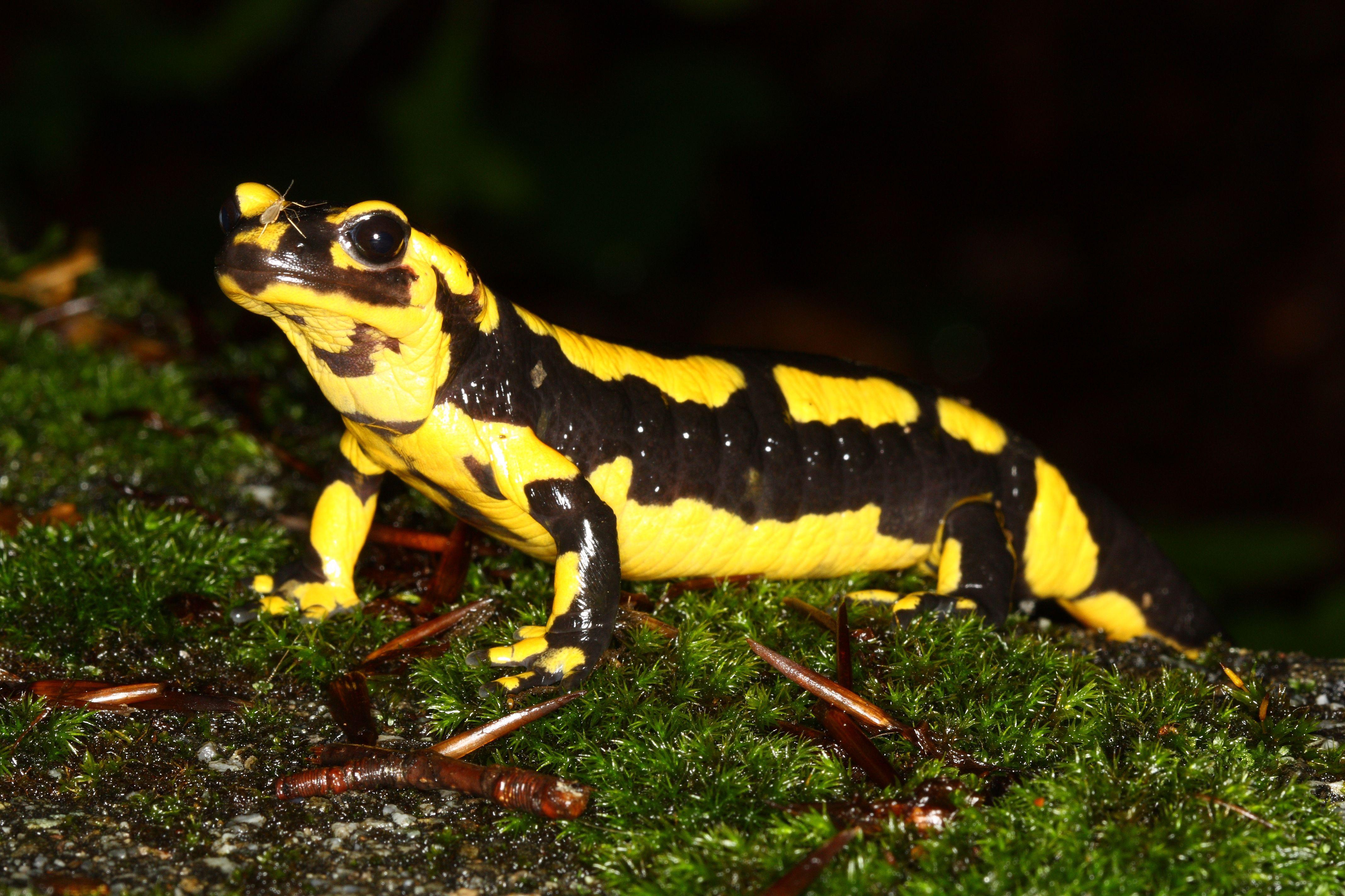 Salamander Wallpapers - Top Free Salamander Backgrounds - WallpaperAccess
