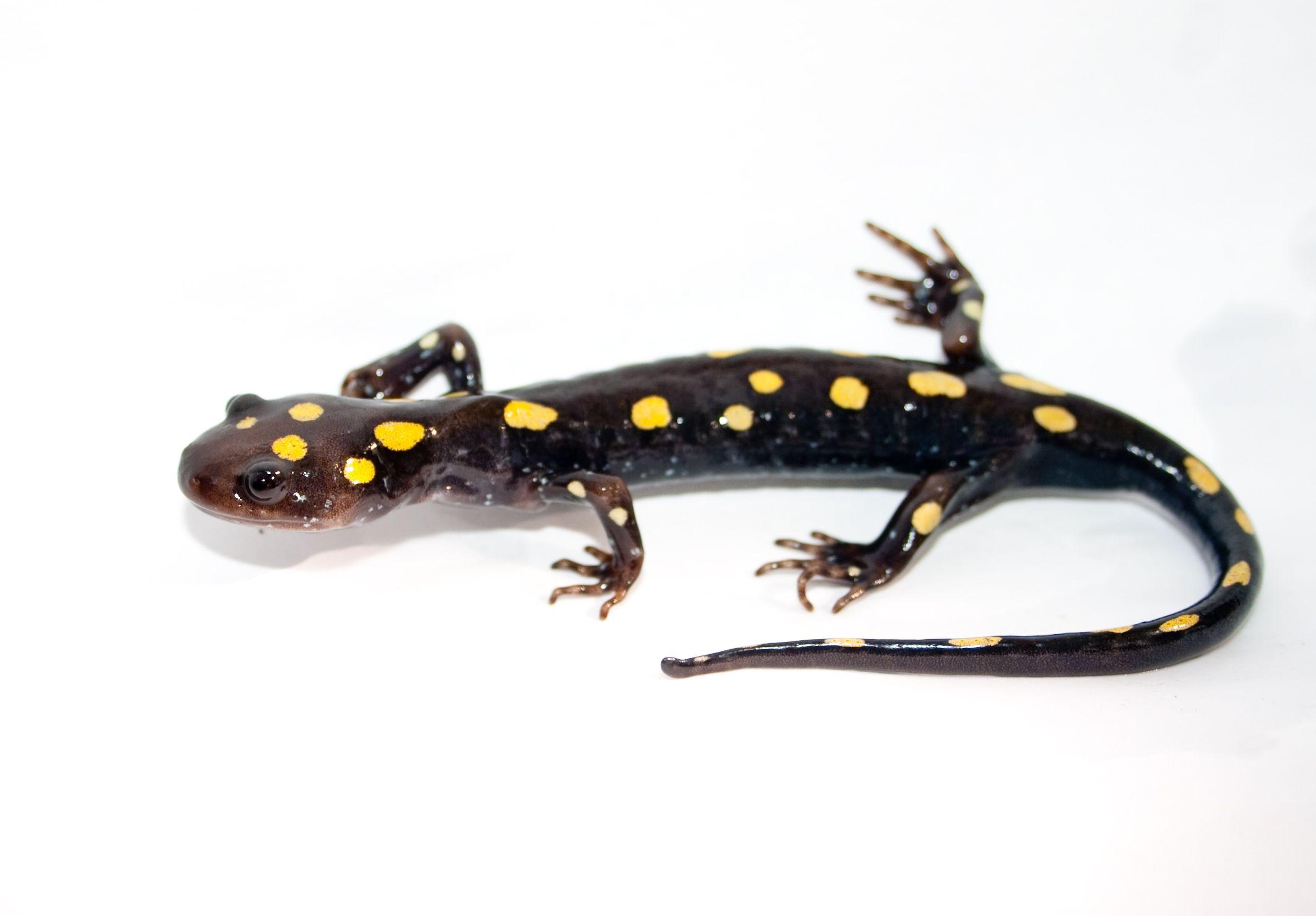 Salamander Wallpapers - Top Free Salamander Backgrounds - WallpaperAccess