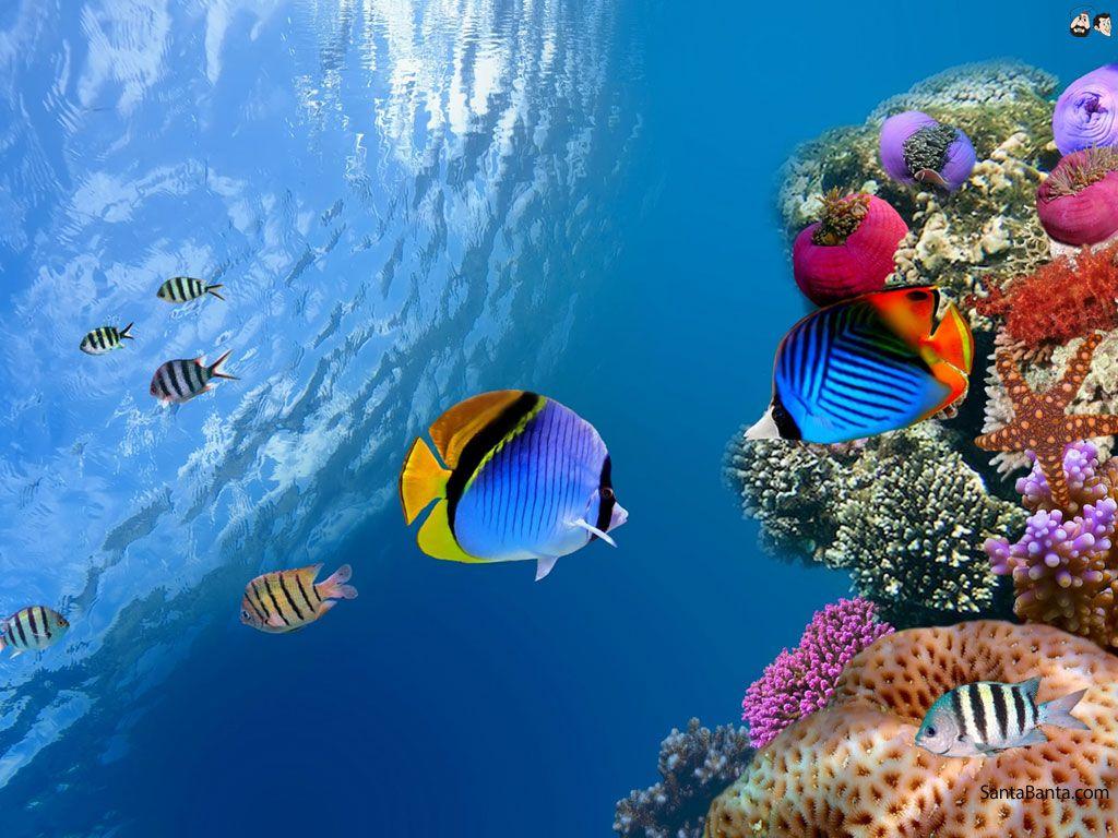 Aquatic Wallpapers - Top Free Aquatic Backgrounds - WallpaperAccess