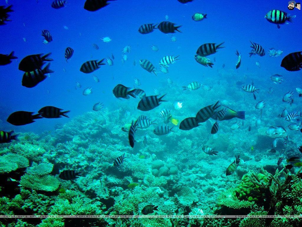 Aquatic Wallpapers - Top Free Aquatic Backgrounds - WallpaperAccess