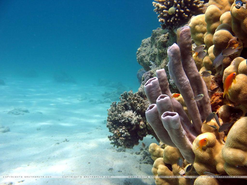 Aquatic Wallpapers - Top Free Aquatic Backgrounds - WallpaperAccess