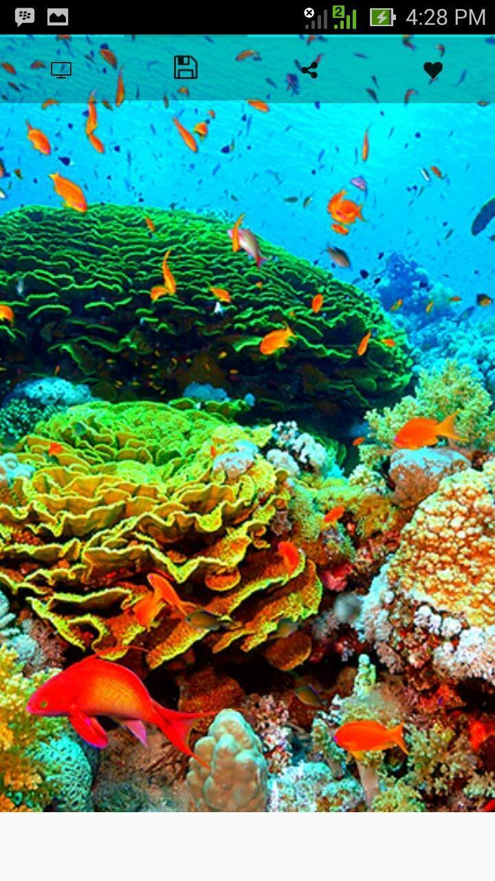 Aquatic Wallpapers - Top Free Aquatic Backgrounds - WallpaperAccess