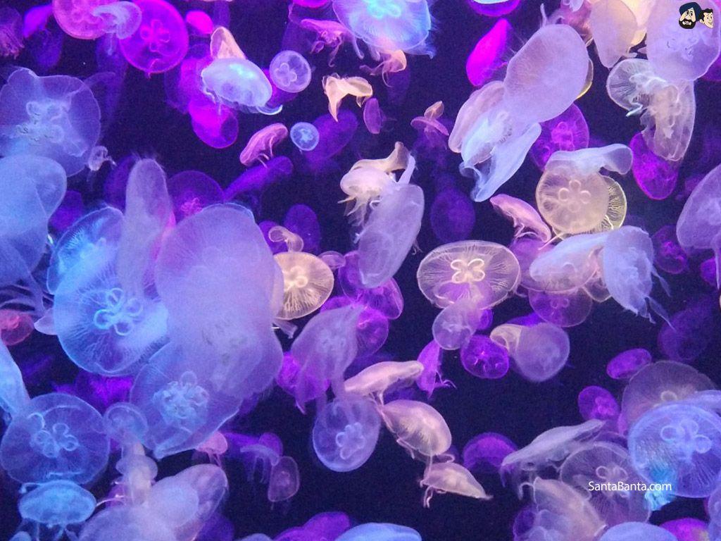 Aquatic Wallpapers - Top Free Aquatic Backgrounds - WallpaperAccess