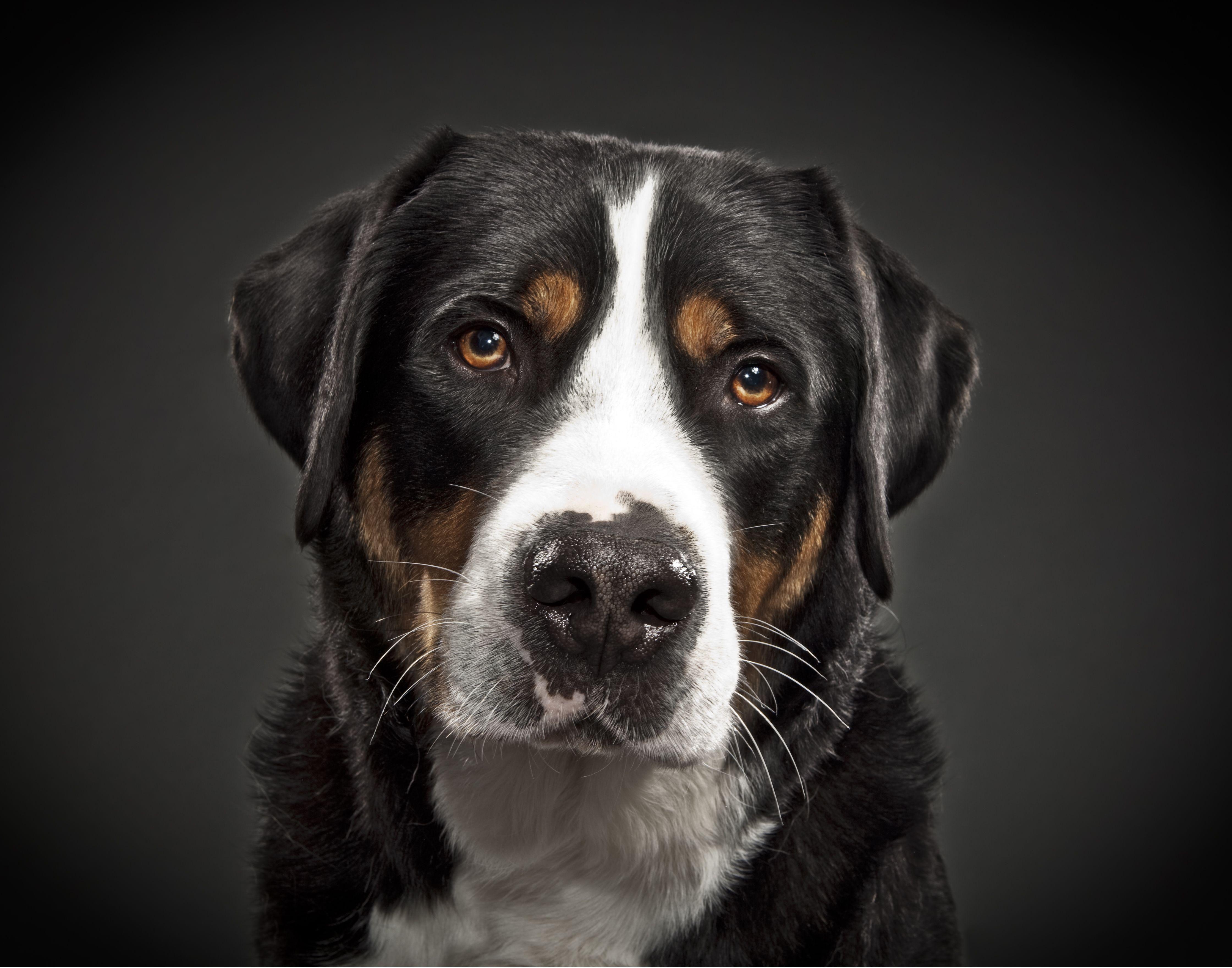 Greater Swiss Mountain Dog Wallpapers - Top Free Greater Swiss Mountain ...