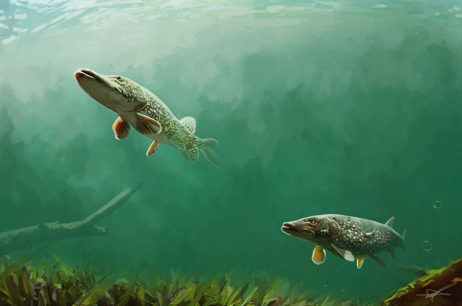 Northern Pike Wallpapers - Top Free Northern Pike Backgrounds ...