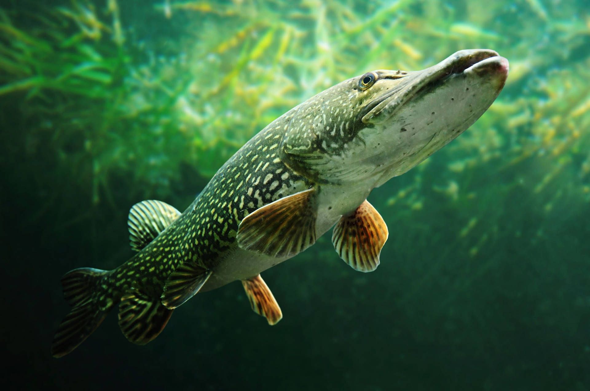 Northern Pike Wallpapers - Top Free Northern Pike Backgrounds ...
