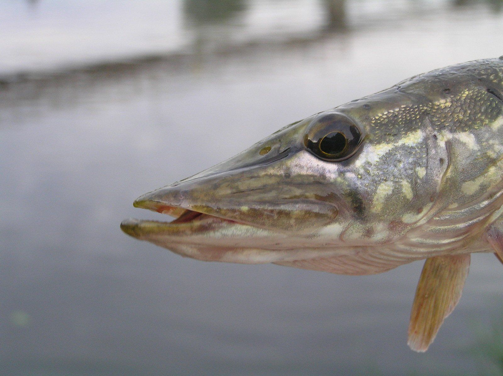 Northern Pike Wallpapers - Top Free Northern Pike Backgrounds ...