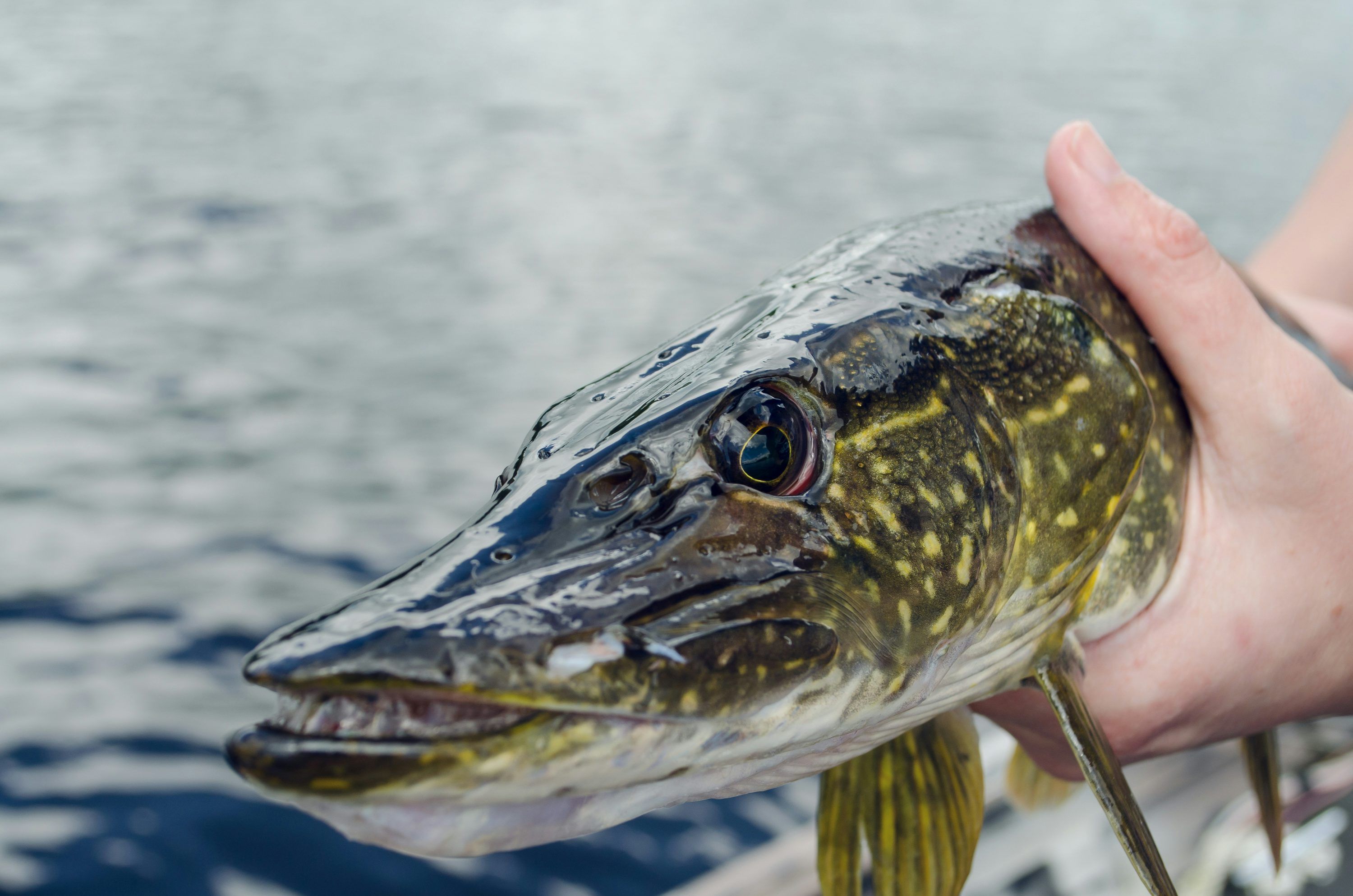 Northern Pike Wallpapers - Top Free Northern Pike Backgrounds ...