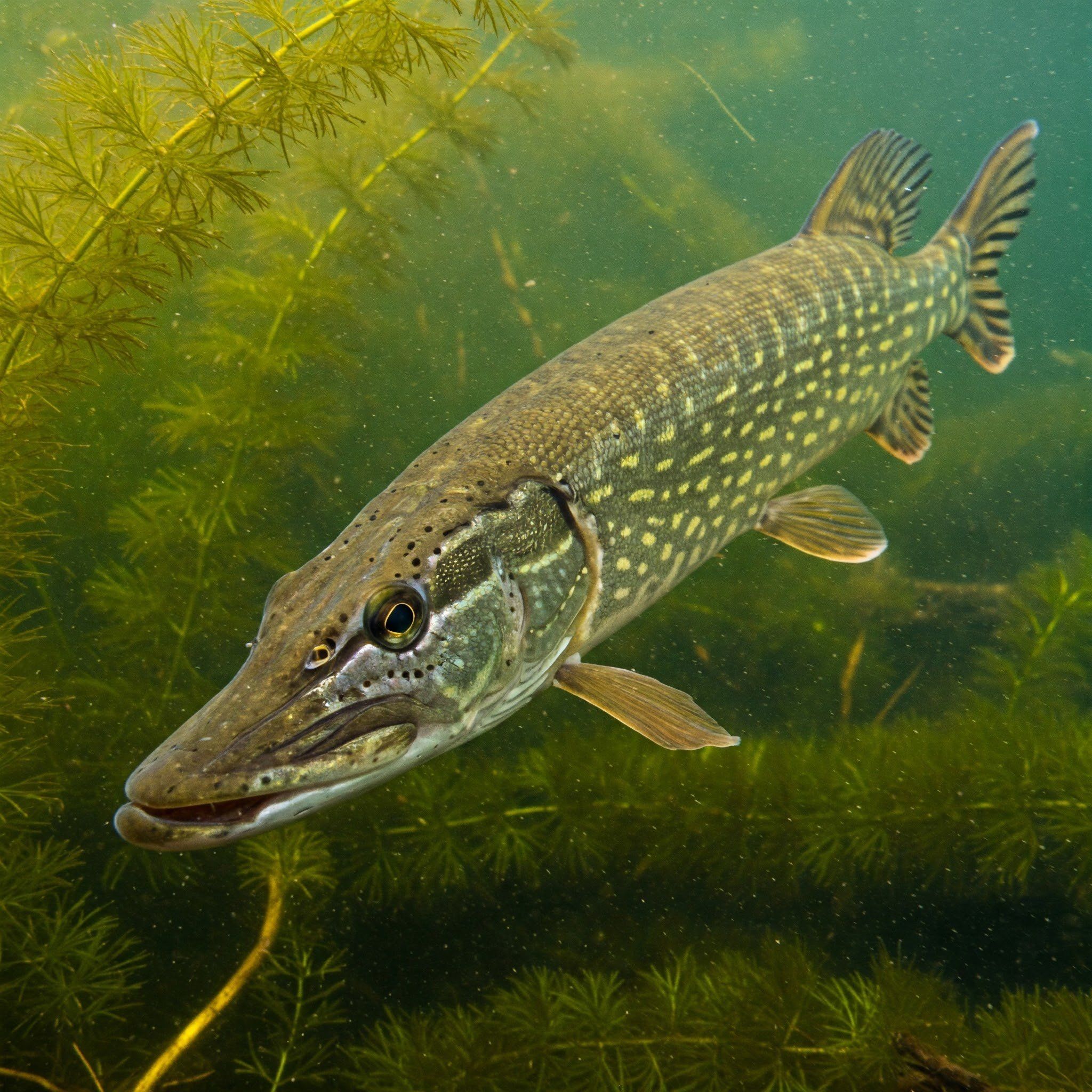 Northern Pike Wallpapers - Top Free Northern Pike Backgrounds ...