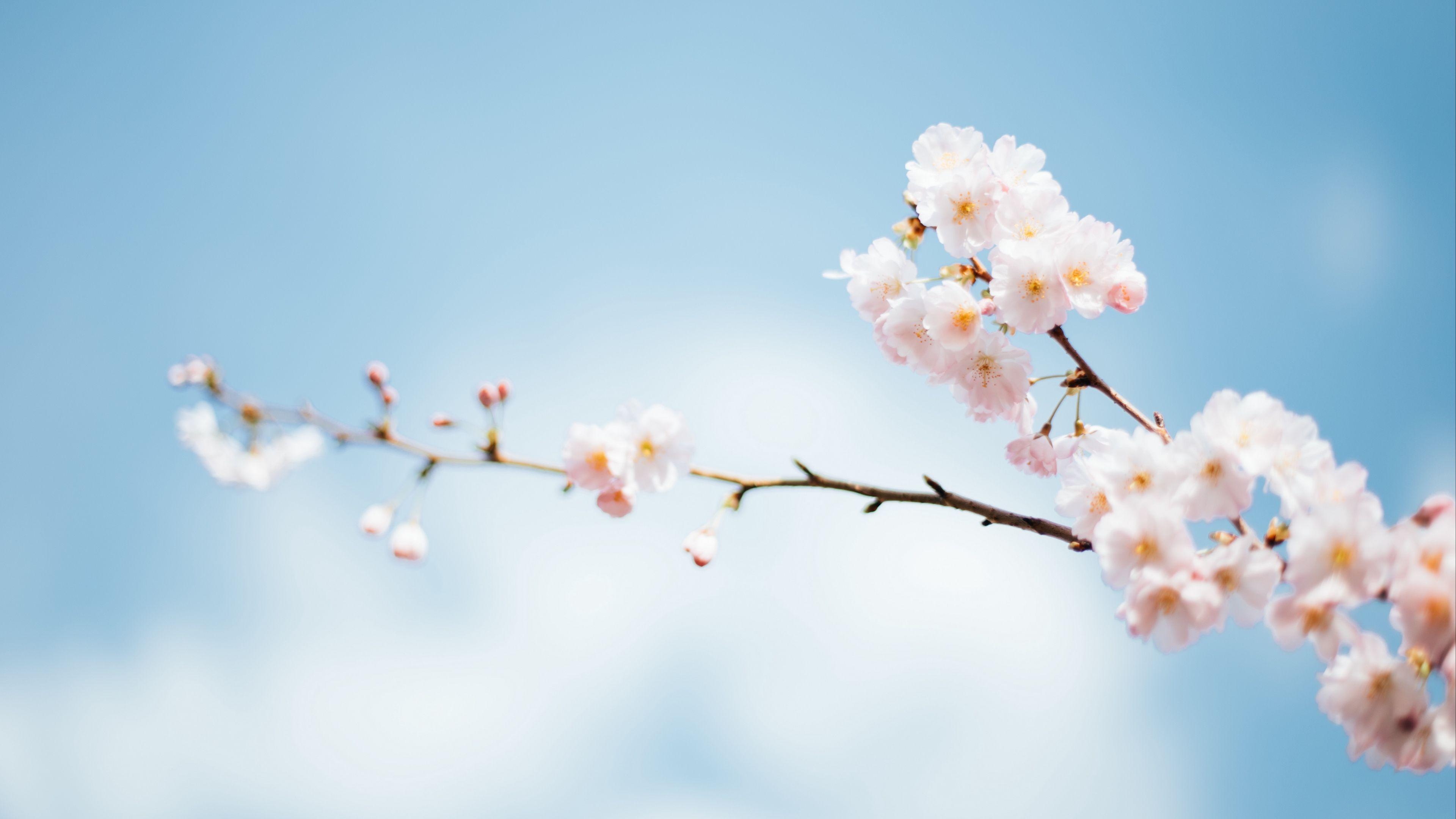 Minimalist Spring Wallpapers - Top Free Minimalist Spring Backgrounds ...