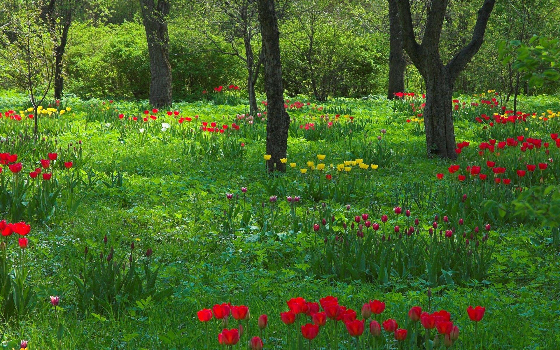 Forest Flowers Wallpapers - Top Free Forest Flowers Backgrounds ...