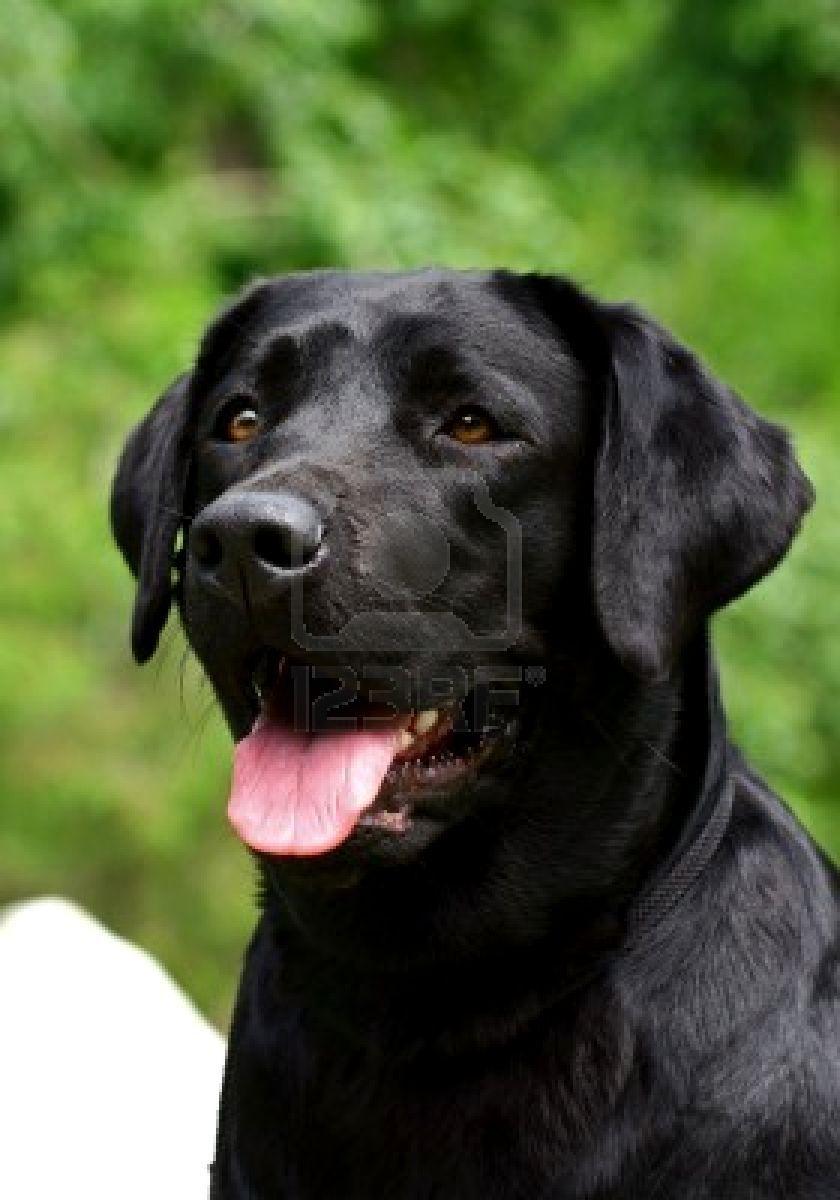Black Lab Wallpapers - Top Free Black Lab Backgrounds - WallpaperAccess