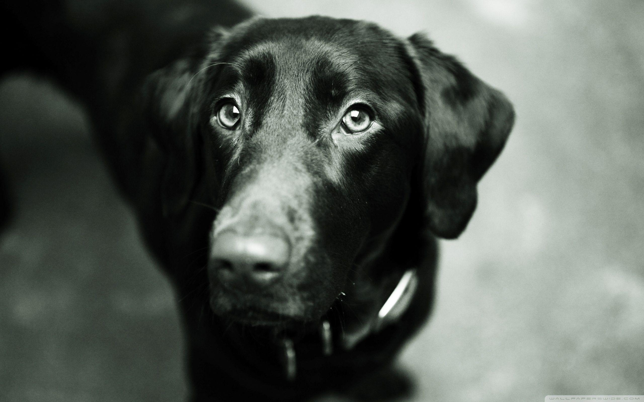 Black Lab Wallpapers Top Free Black Lab Backgrounds Wallpaperaccess