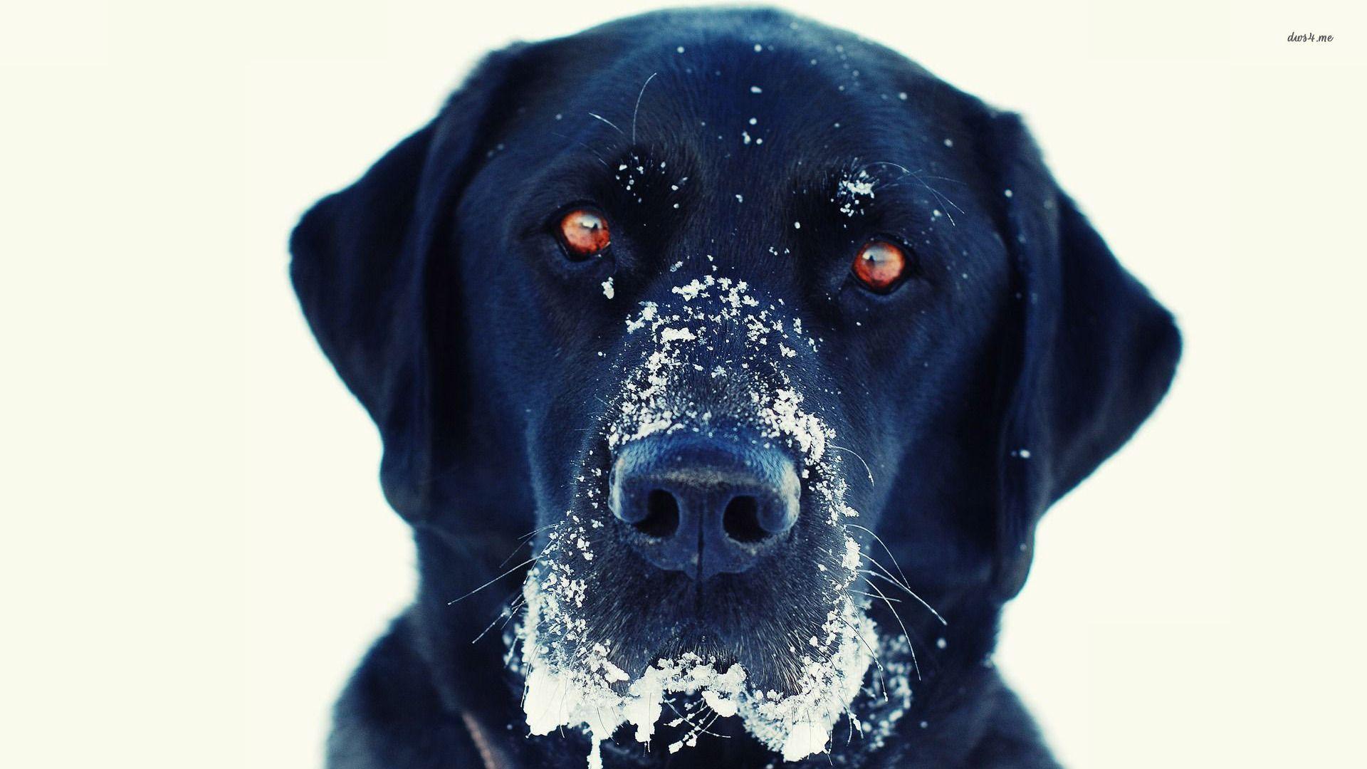 Black Lab Wallpapers - Top Free Black Lab Backgrounds - WallpaperAccess