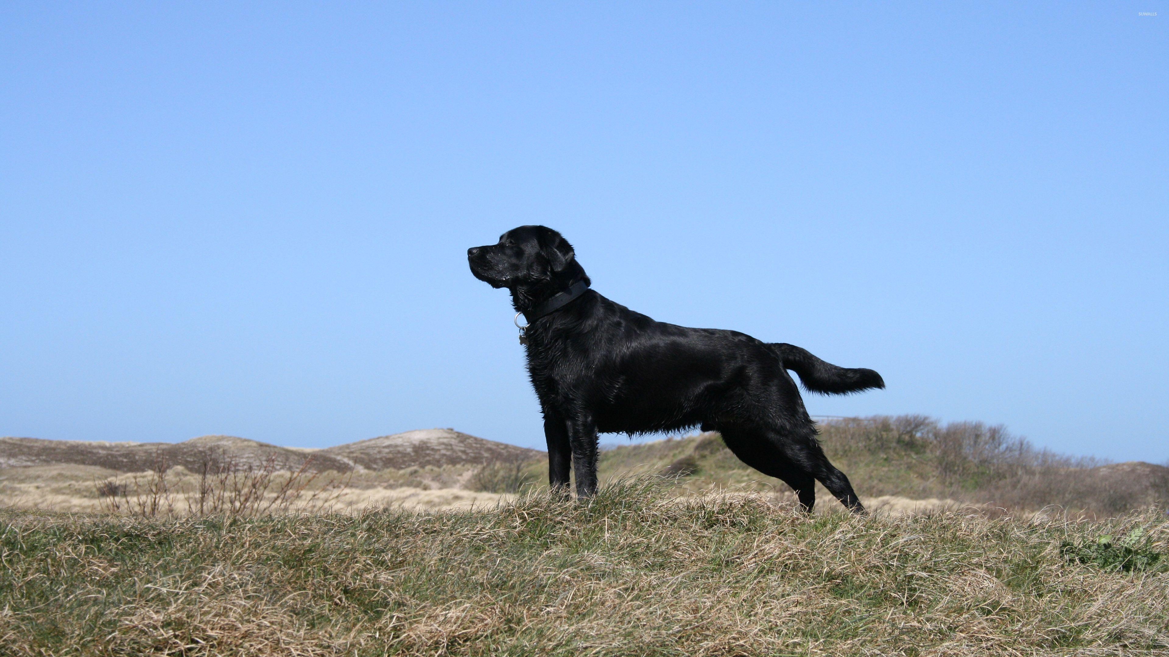 Black Labrador Retriever Wallpapers - Top Free Black Labrador Retriever ...