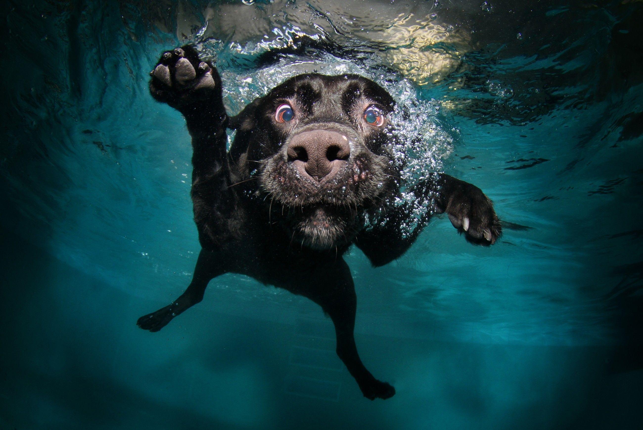 Black Lab Wallpapers - Top Free Black Lab Backgrounds - WallpaperAccess