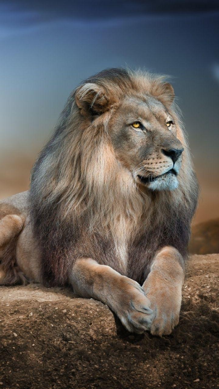 Lion Mobile Wallpapers - Top Free Lion Mobile Backgrounds - WallpaperAccess