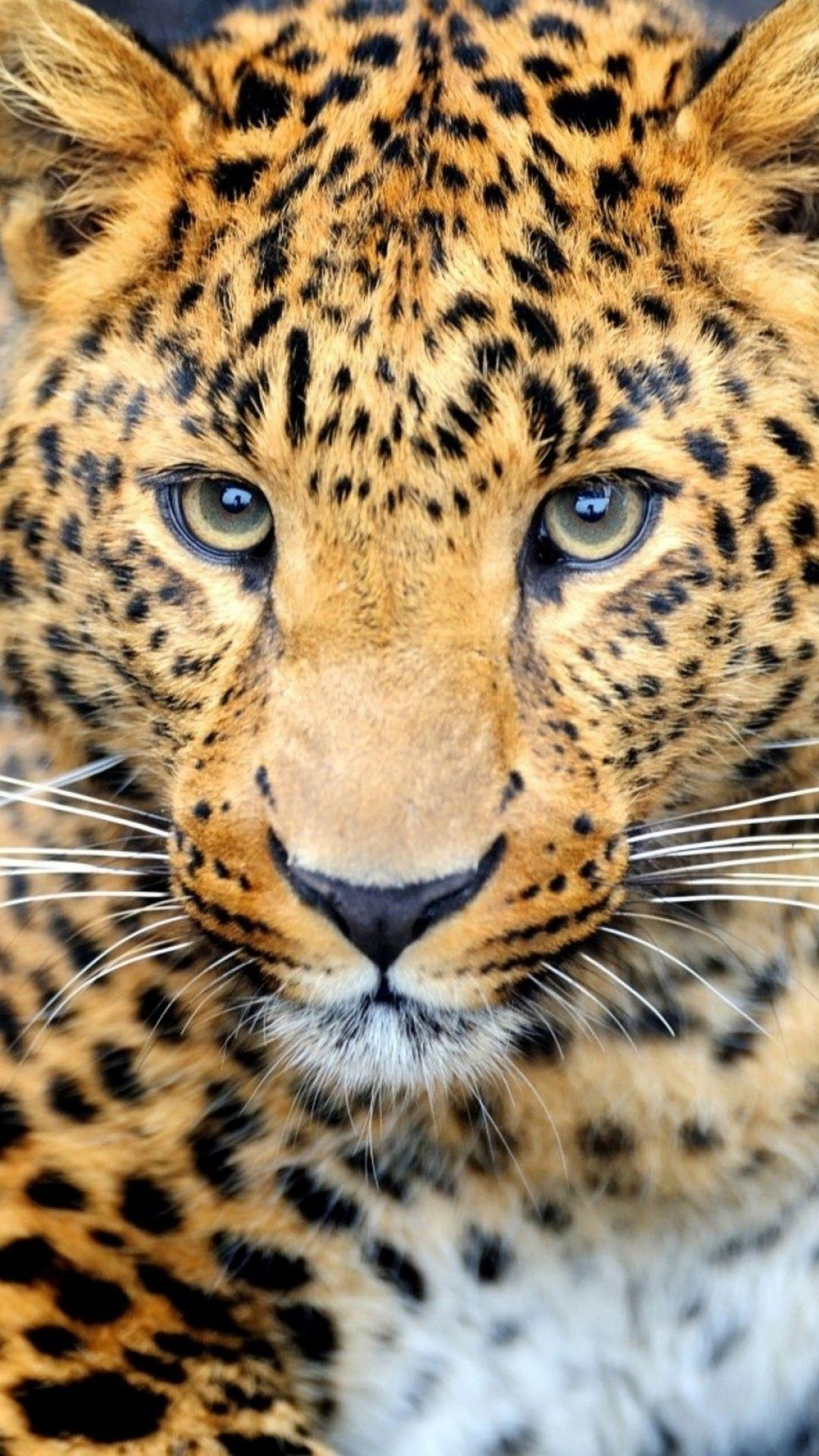 Animal Phone Wallpapers - Top Free Animal Phone Backgrounds ...