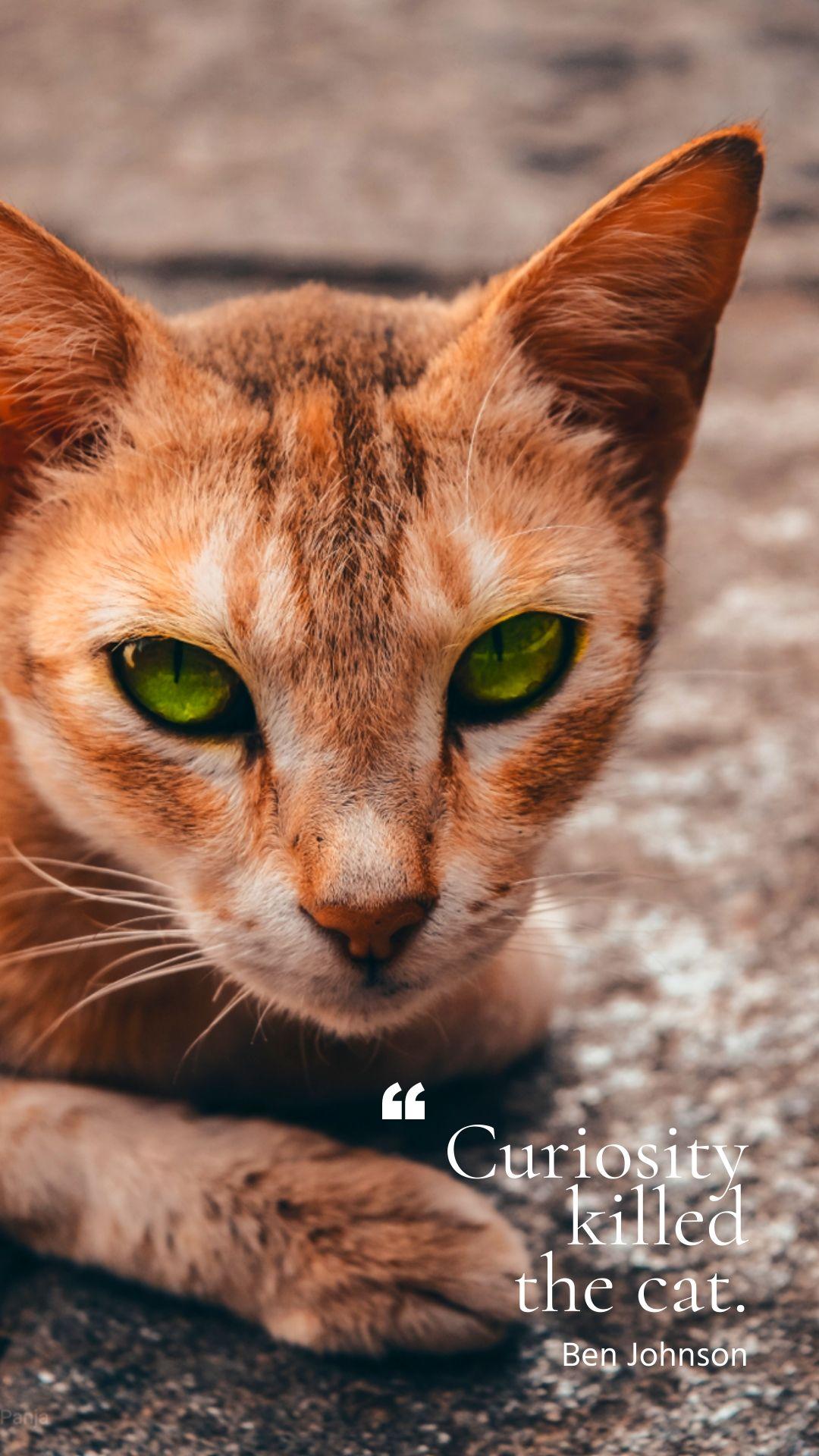 Cats Phone Wallpapers - Top Free Cats Phone Backgrounds - WallpaperAccess