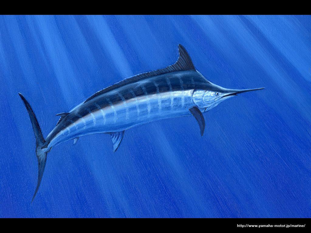 Marlin Wallpapers - Top Free Marlin Backgrounds - WallpaperAccess