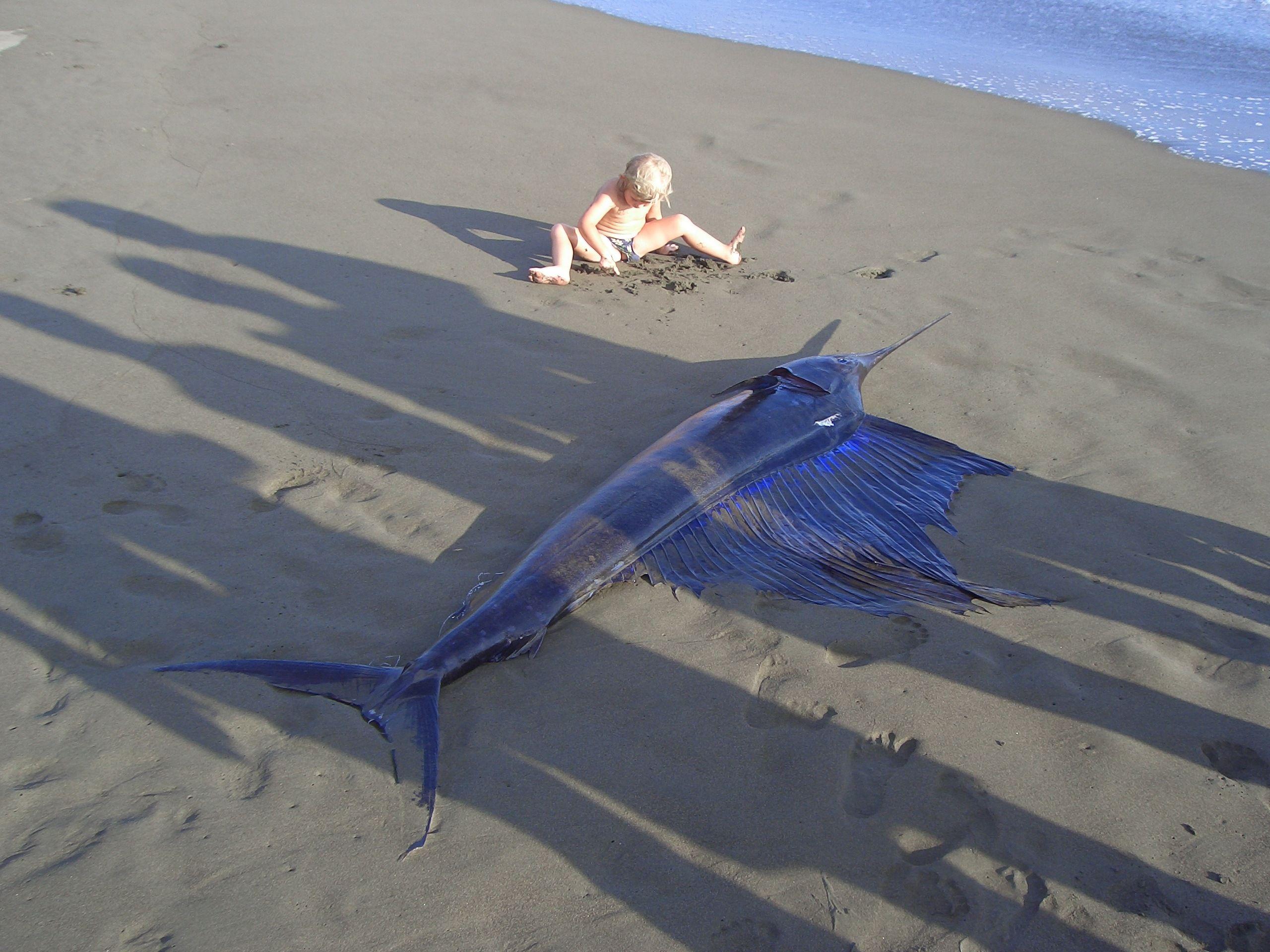 Marlin Wallpapers - Top Free Marlin Backgrounds - WallpaperAccess