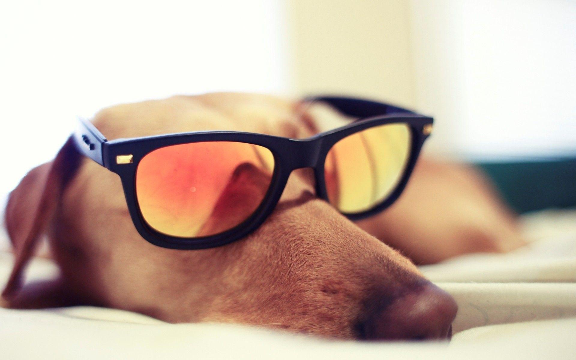 Dog Glasses Wallpapers - Top Free Dog Glasses Backgrounds - WallpaperAccess