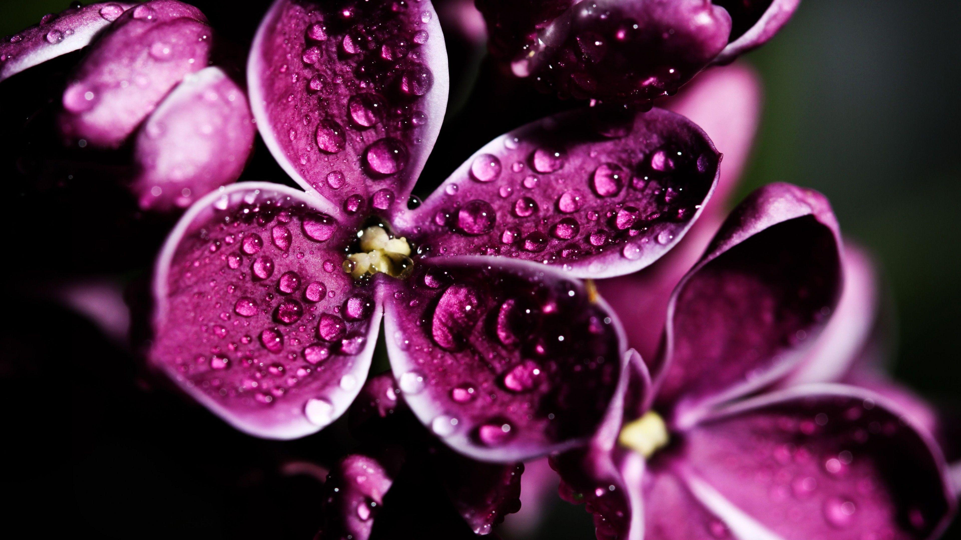 8k Purple Wallpapers Top Free 8k Purple Backgrounds Wallpaperaccess Images 8k Purple Wallpapers Top Free 8k Purple Backgrounds Wallpaperaccess Images