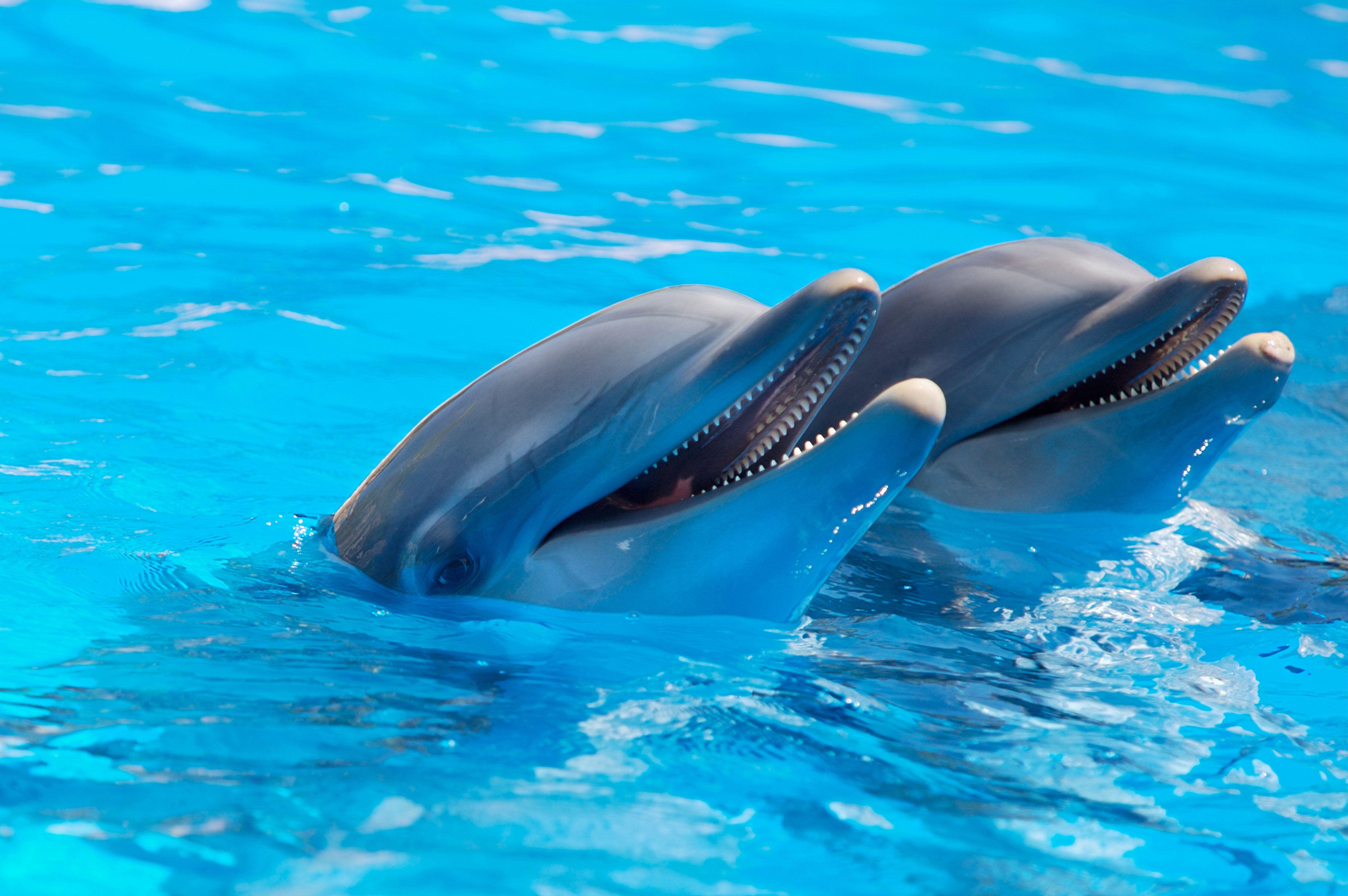 Dolphin 4K Wallpapers - Top Free Dolphin 4K Backgrounds - WallpaperAccess