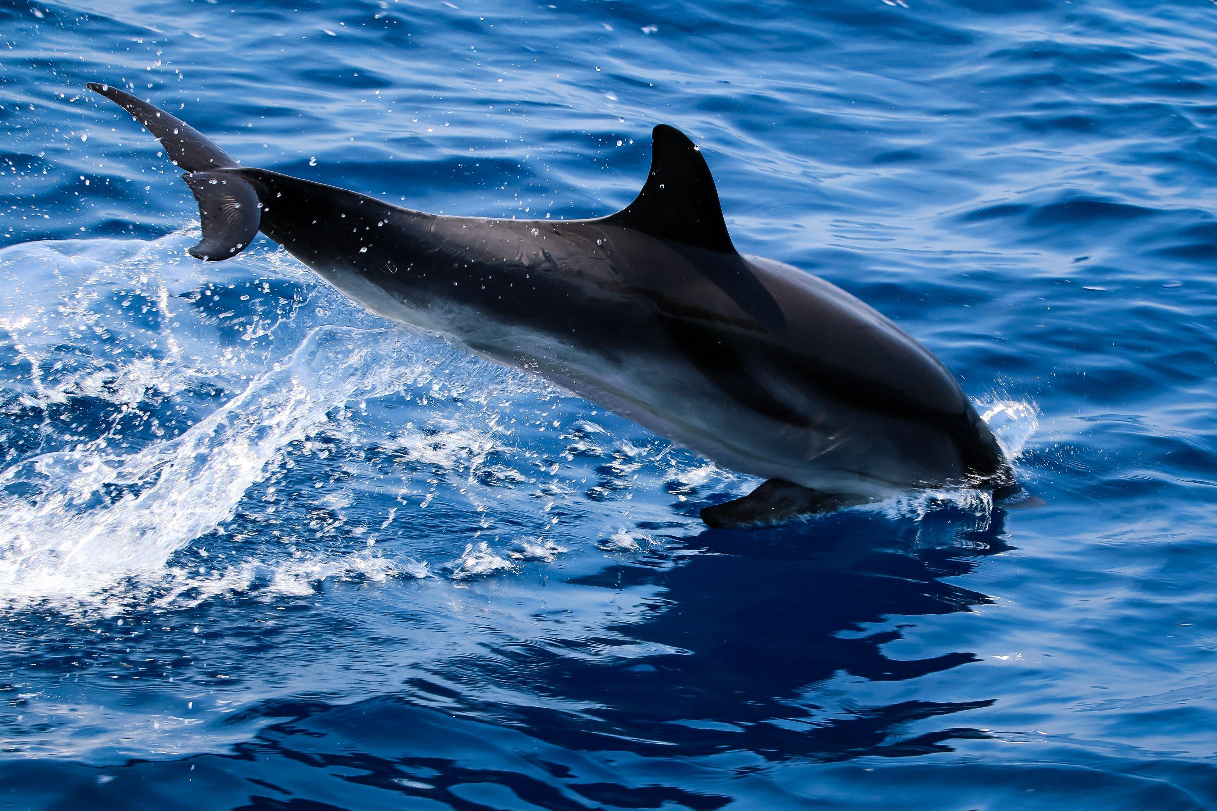 Dolphin 4K Wallpapers - Top Free Dolphin 4K Backgrounds - WallpaperAccess