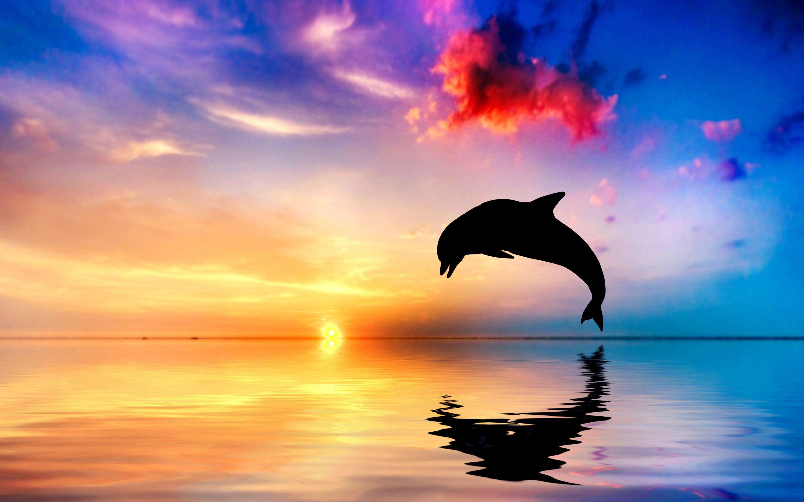 Dolphin 4K Wallpapers - Top Free Dolphin 4K Backgrounds - WallpaperAccess
