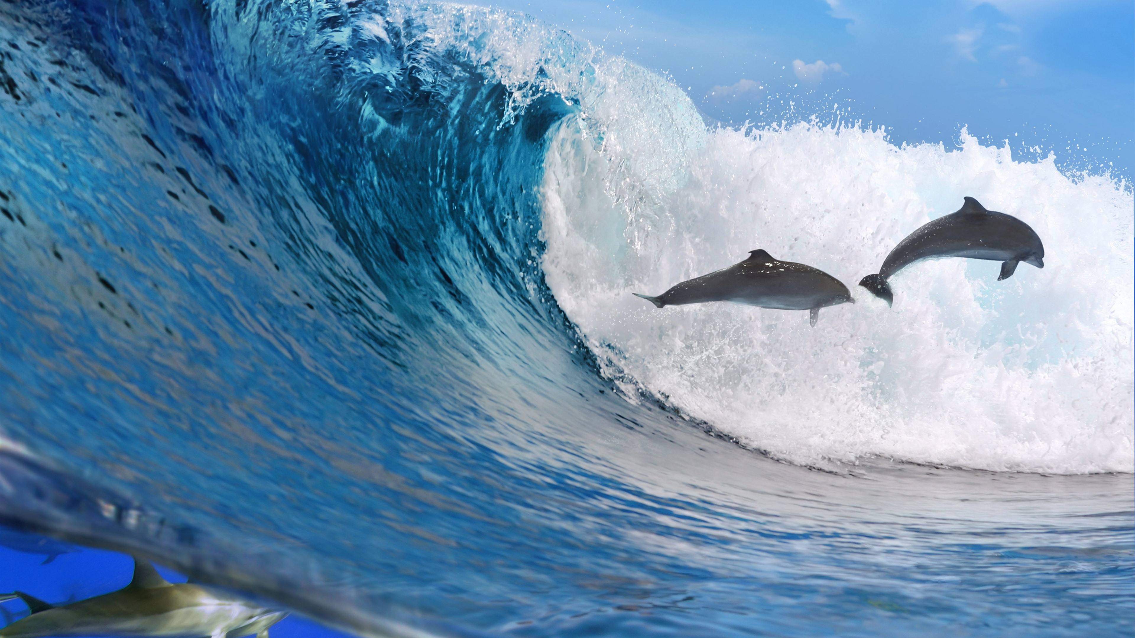 Dolphin 4K Wallpapers - Top Free Dolphin 4K Backgrounds - WallpaperAccess