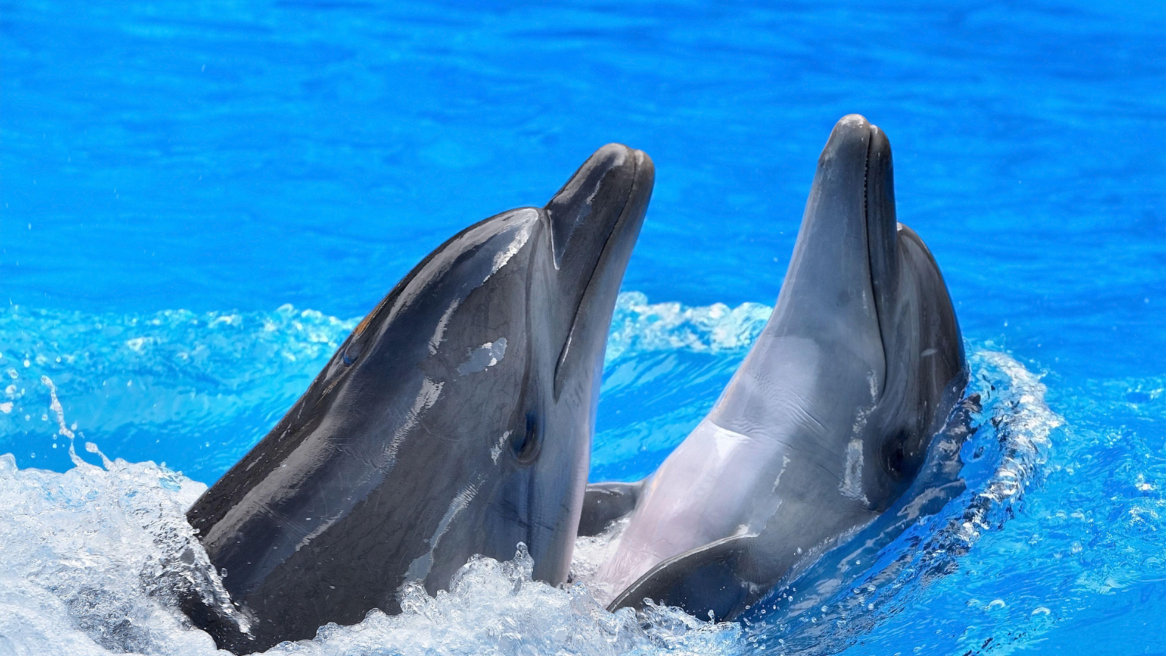 Dolphin 4K Wallpapers - Top Free Dolphin 4K Backgrounds - WallpaperAccess