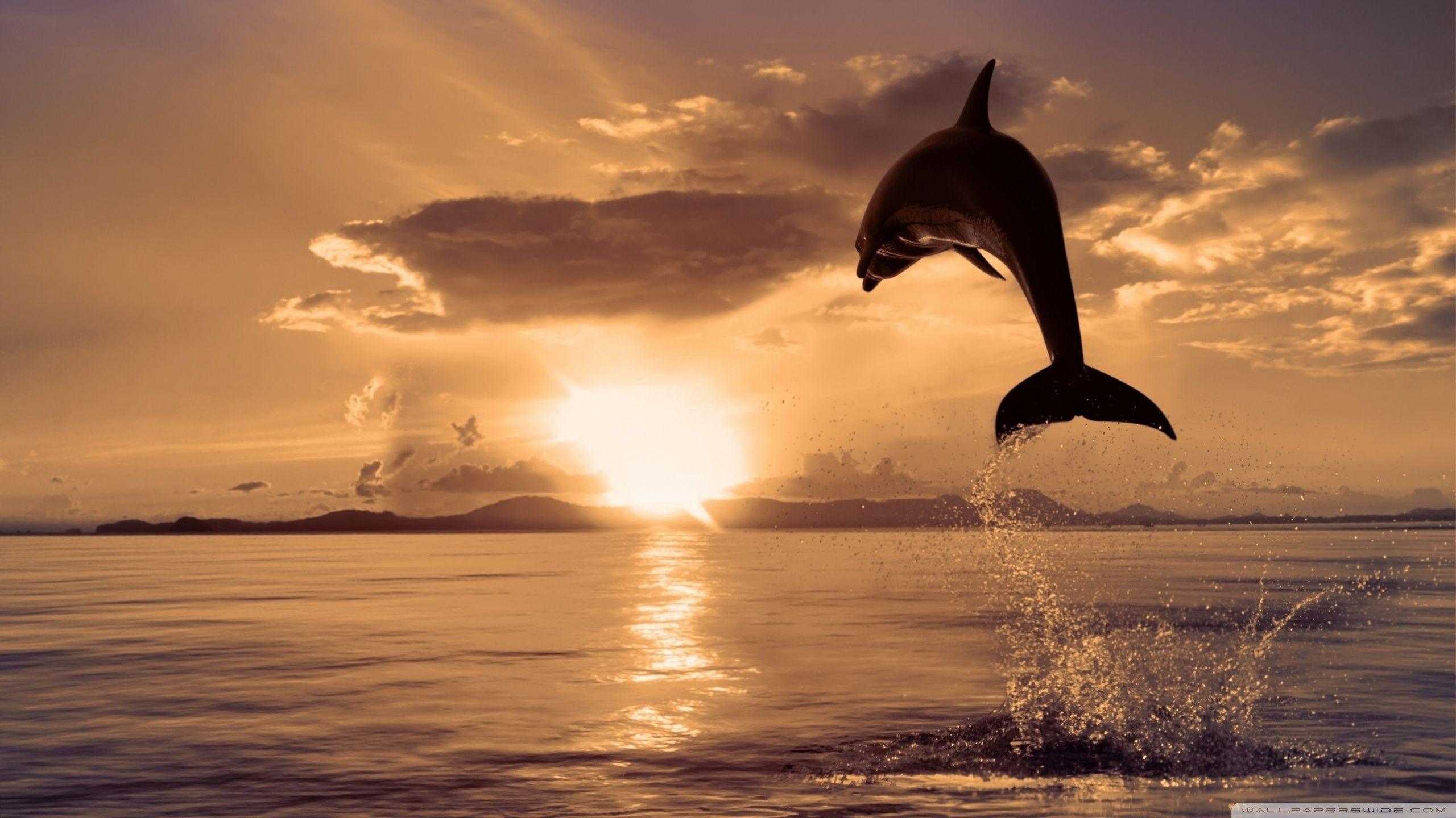 Dolphin 4K Wallpapers - Top Free Dolphin 4K Backgrounds - WallpaperAccess