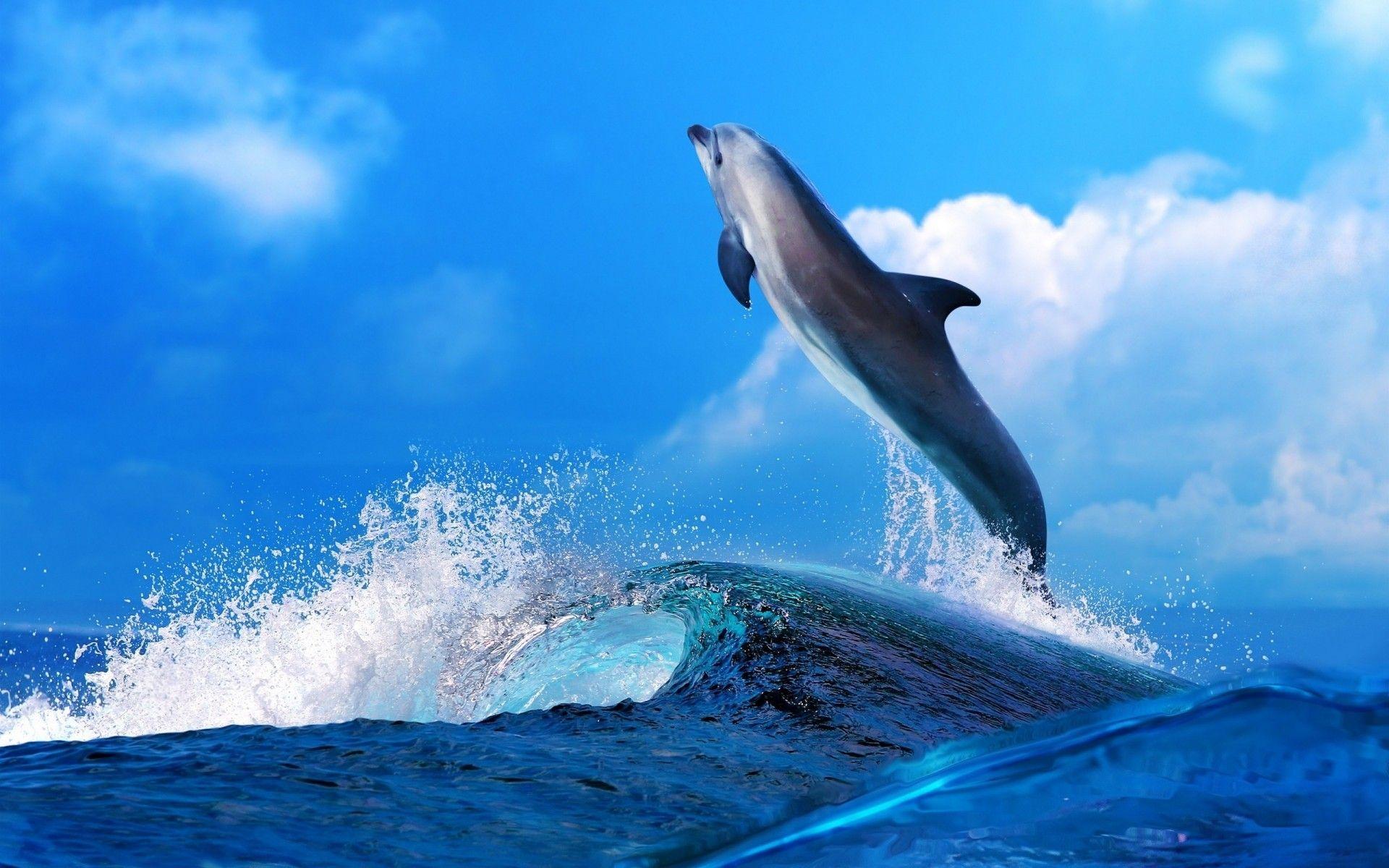 Dolphin 4K Wallpapers - Top Free Dolphin 4K Backgrounds - WallpaperAccess