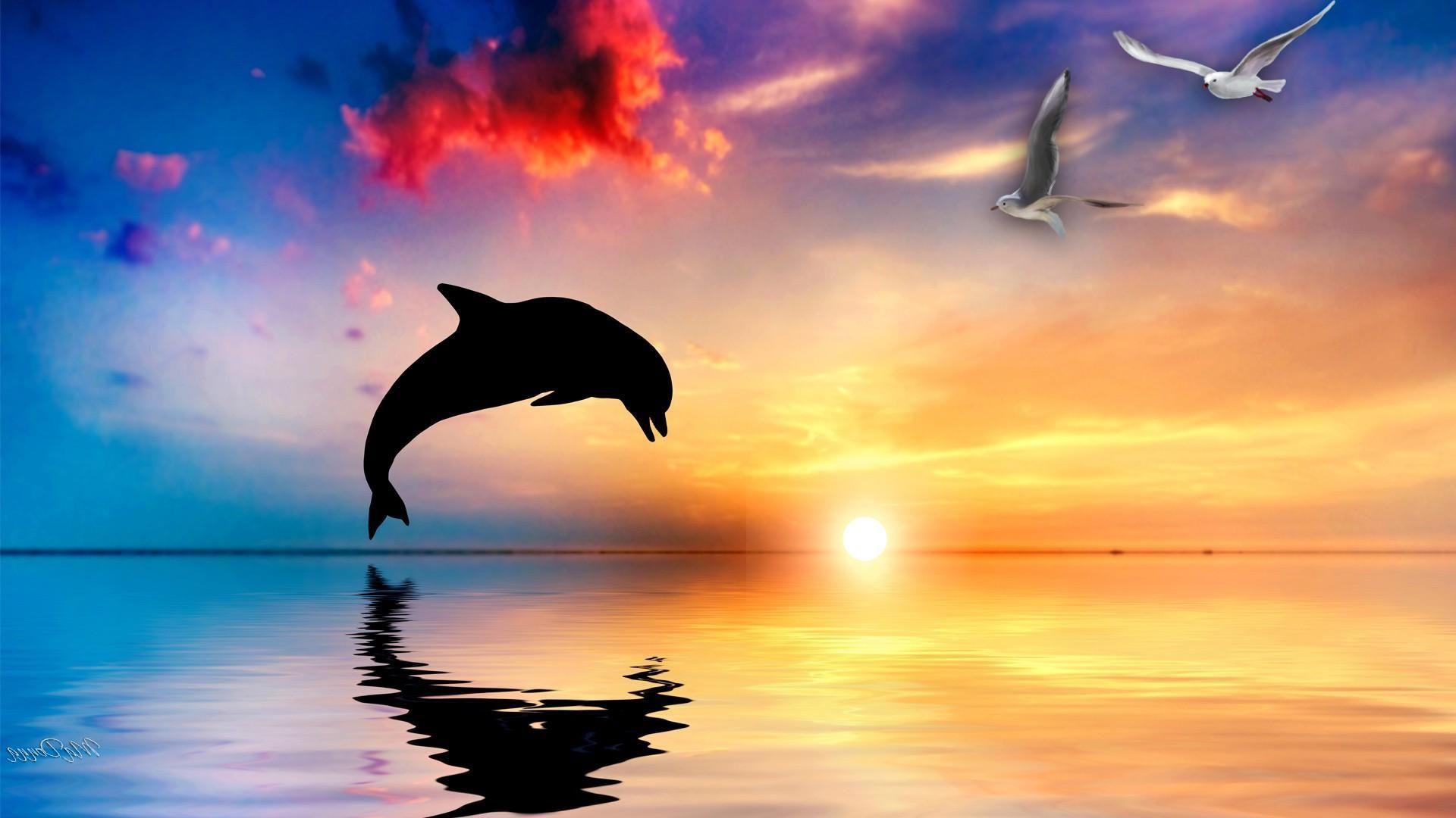Dolphin 4K Wallpapers - Top Free Dolphin 4K Backgrounds - WallpaperAccess