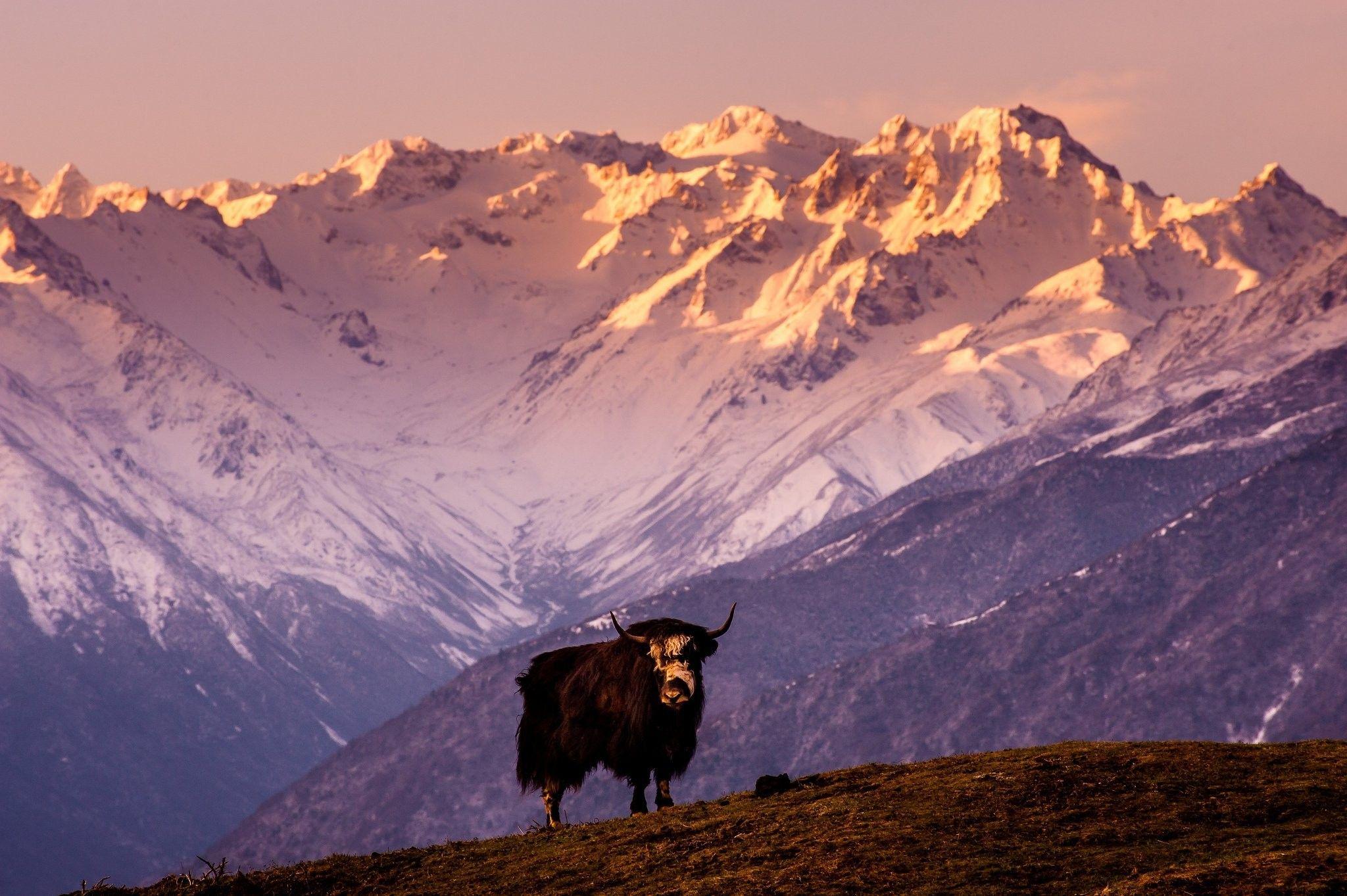 Tibet Desktop Wallpapers - Top Free Tibet Desktop Backgrounds ... Tibet Desktop Wallpapers - Top Free Tibet Desktop Backgrounds ...
