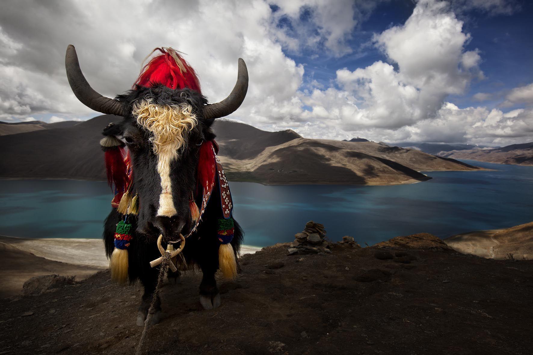 Tibet HD Wallpapers - Top Free Tibet HD Backgrounds - WallpaperAccess