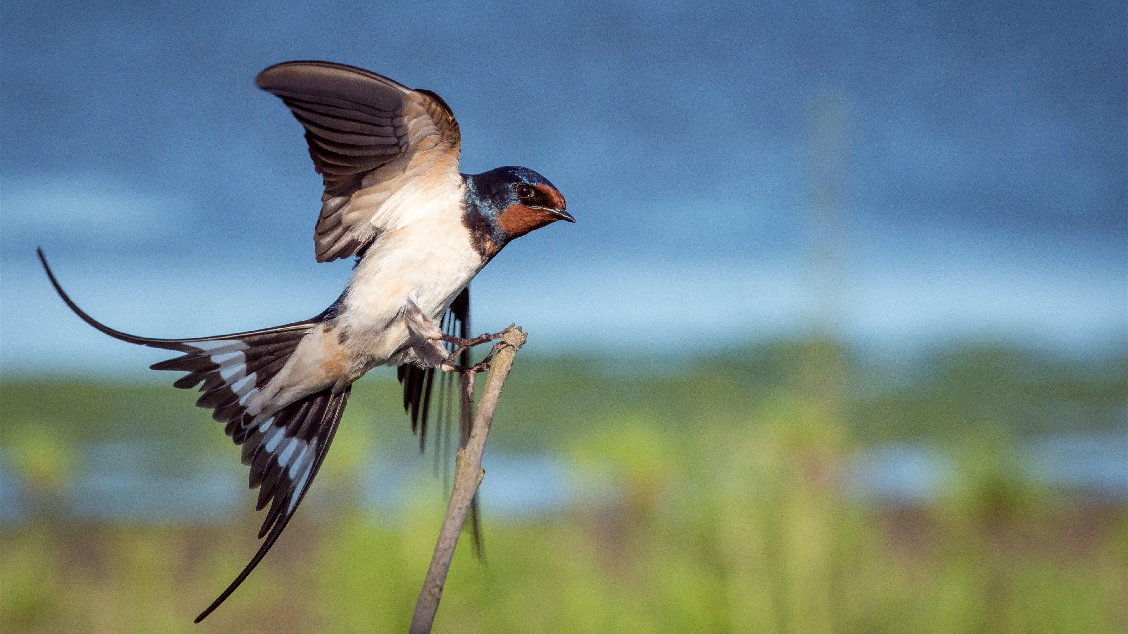 Bird 4K Wallpapers - Top Free Bird 4K Backgrounds - WallpaperAccess