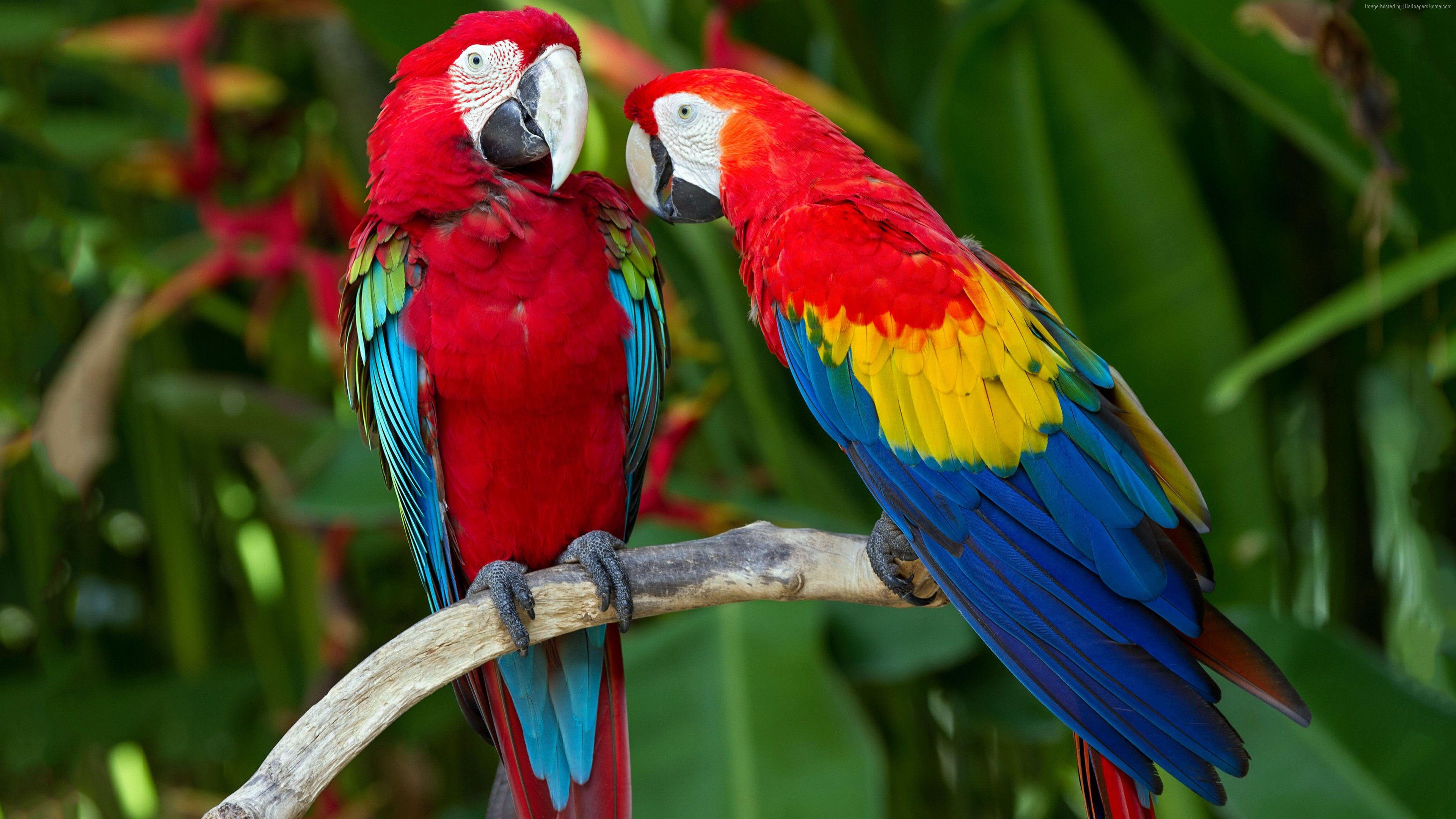 Bird 4K Wallpapers - Top Free Bird 4K Backgrounds - WallpaperAccess
