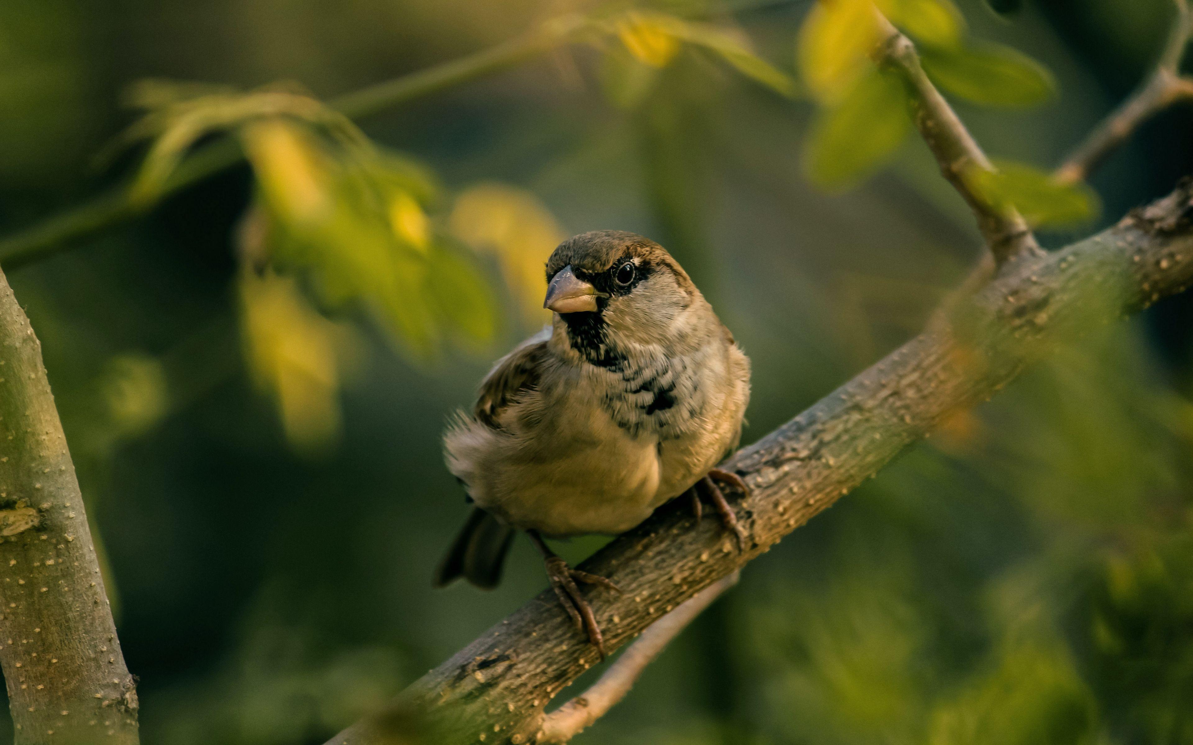 Bird 4K Wallpapers - Top Free Bird 4K Backgrounds - WallpaperAccess