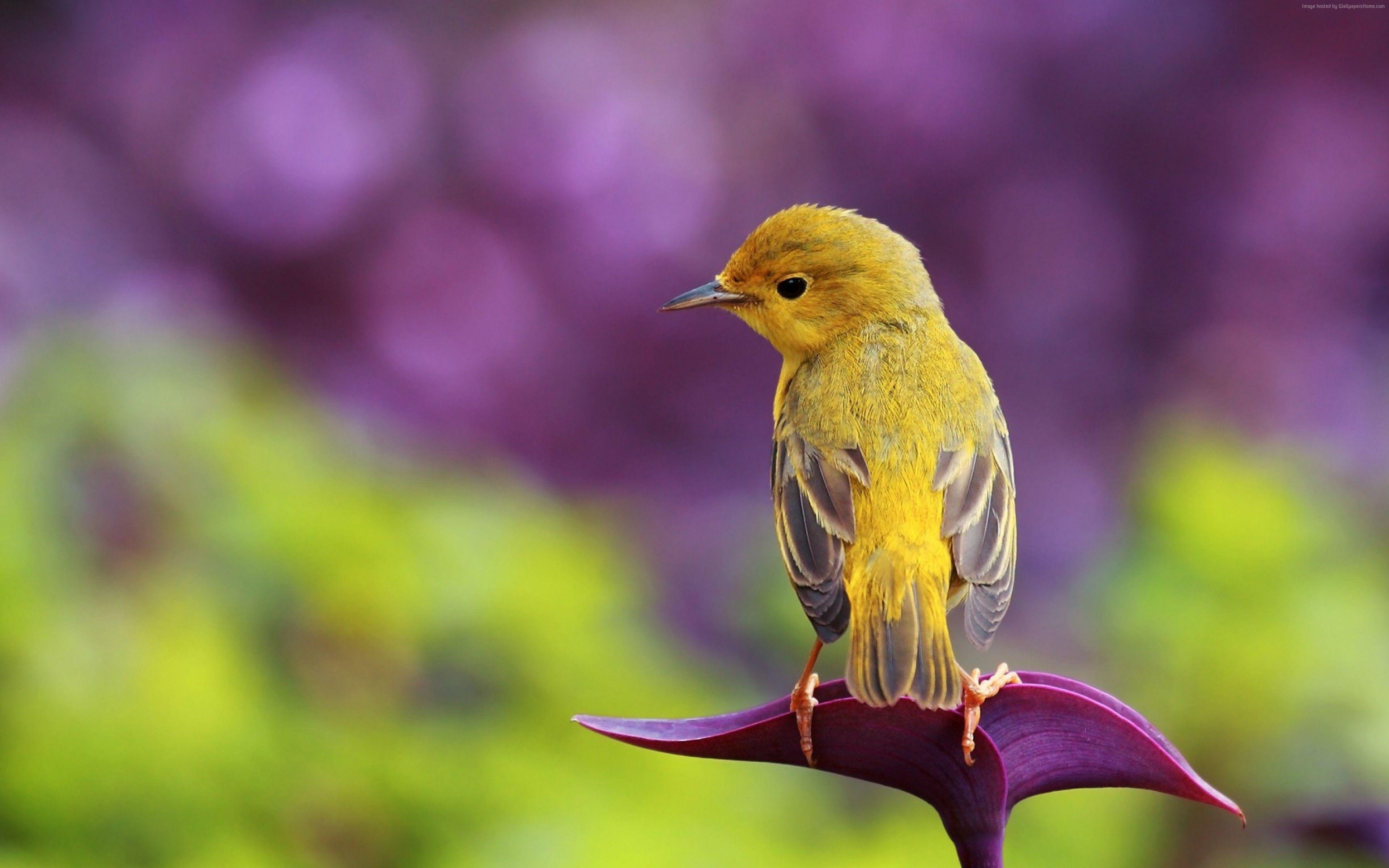 Bird 4K Wallpapers - Top Free Bird 4K Backgrounds - WallpaperAccess