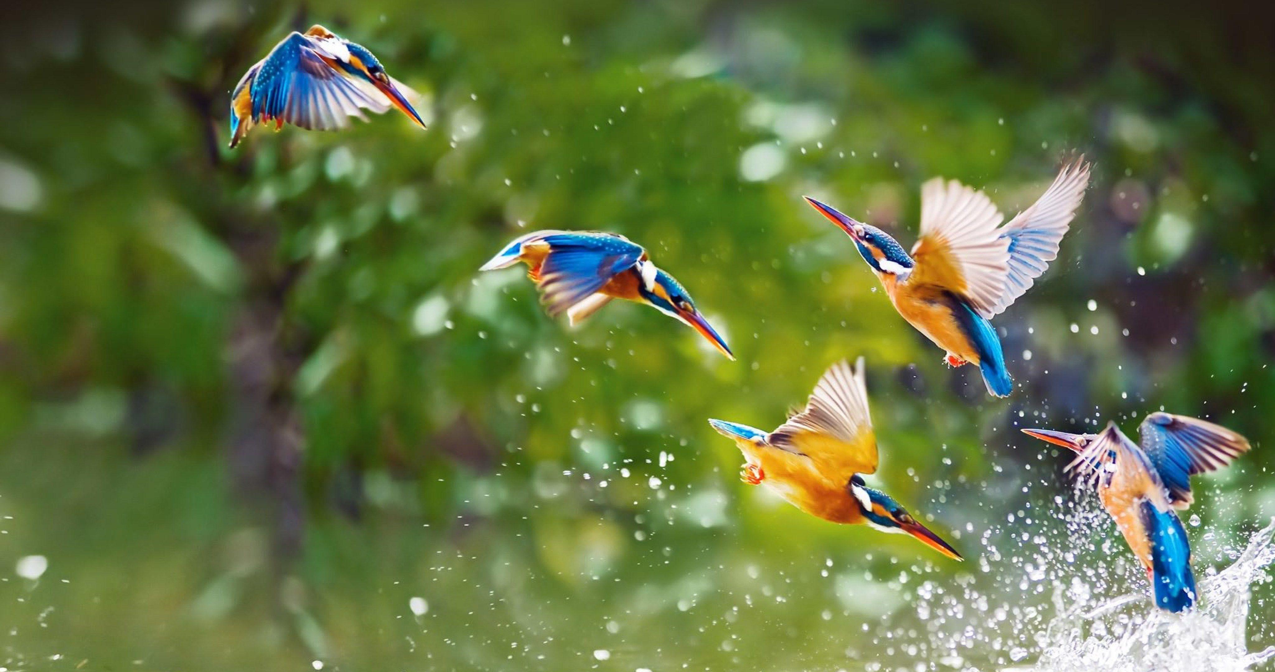 Bird 4K Wallpapers - Top Free Bird 4K Backgrounds - WallpaperAccess