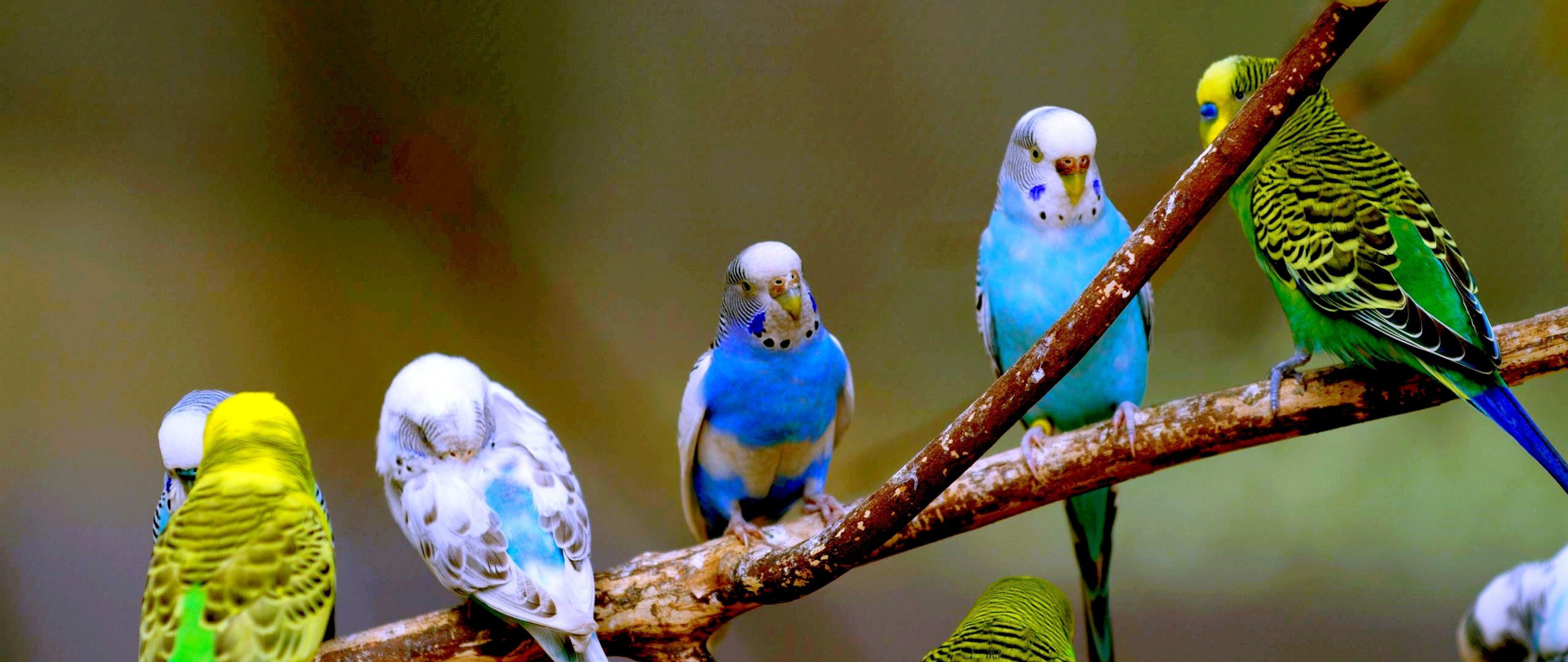 Bird 4K Wallpapers - Top Free Bird 4K Backgrounds - WallpaperAccess