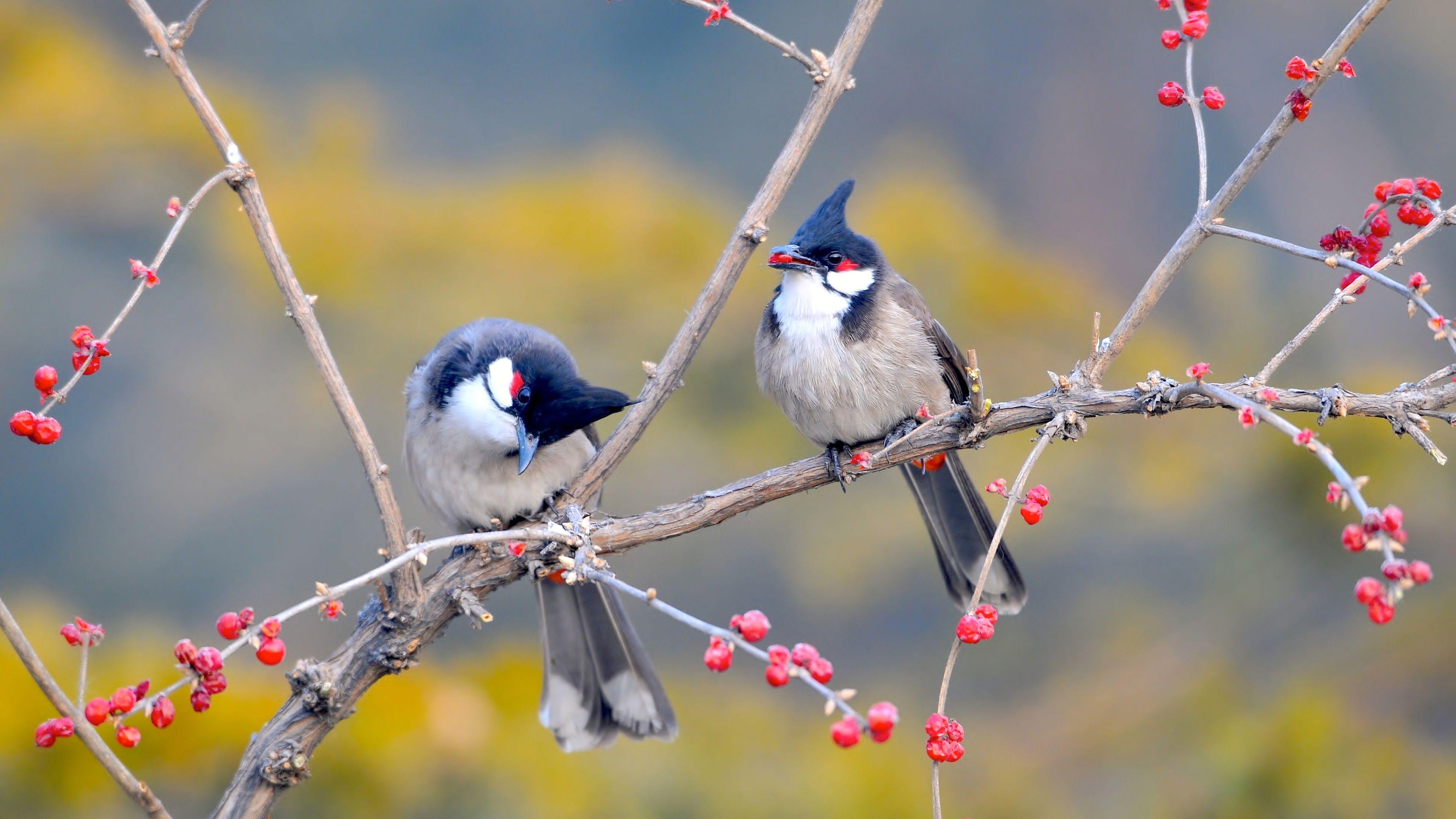 Cute Bird HD Wallpapers - Top Free Cute Bird HD Backgrounds ...