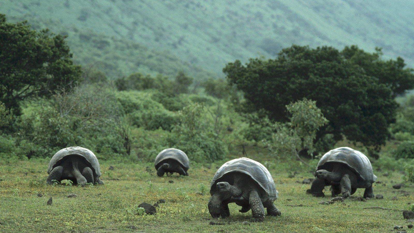Galápagos Wallpapers - Top Free Galápagos Backgrounds - WallpaperAccess