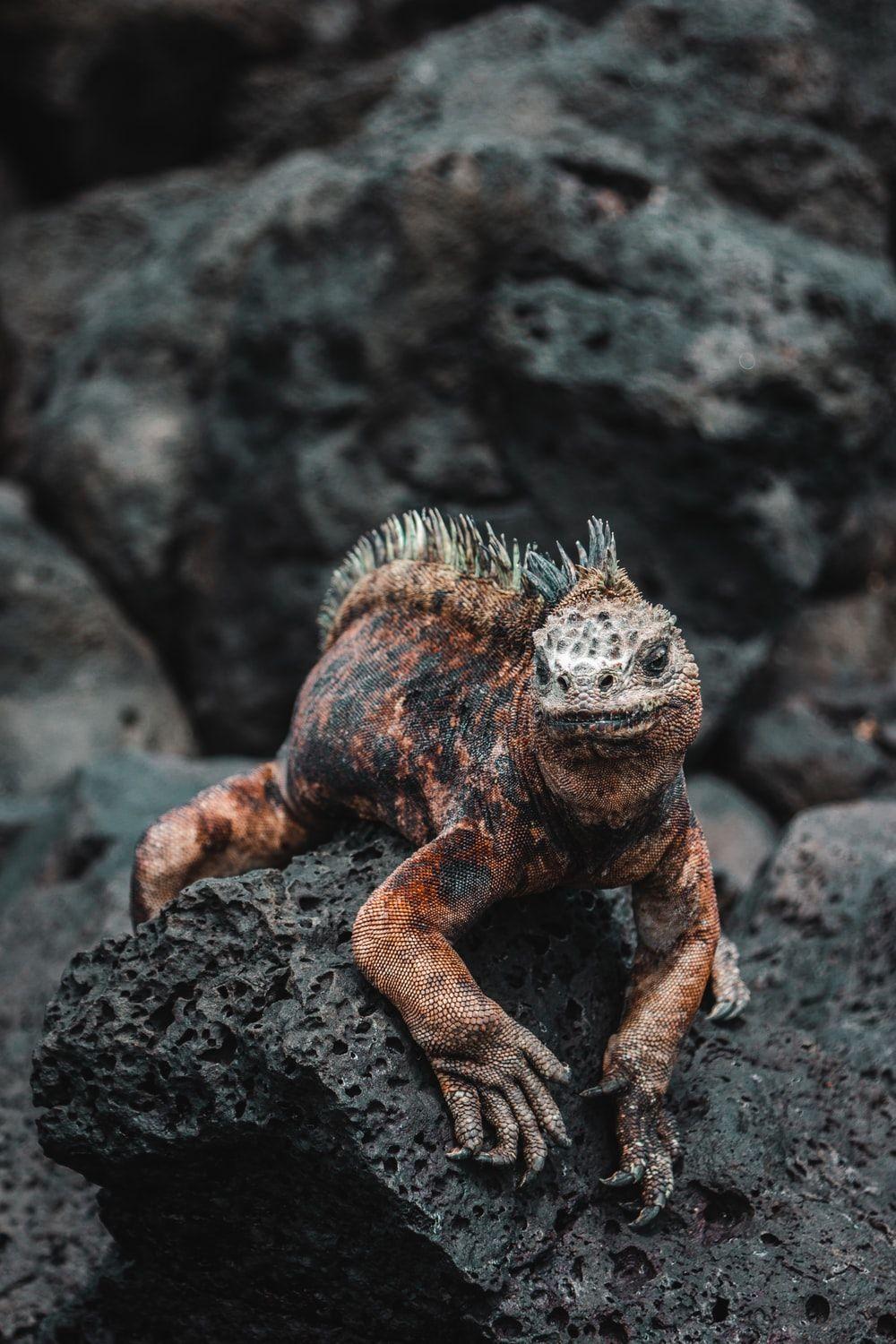 Galápagos Wallpapers - Top Free Galápagos Backgrounds - WallpaperAccess