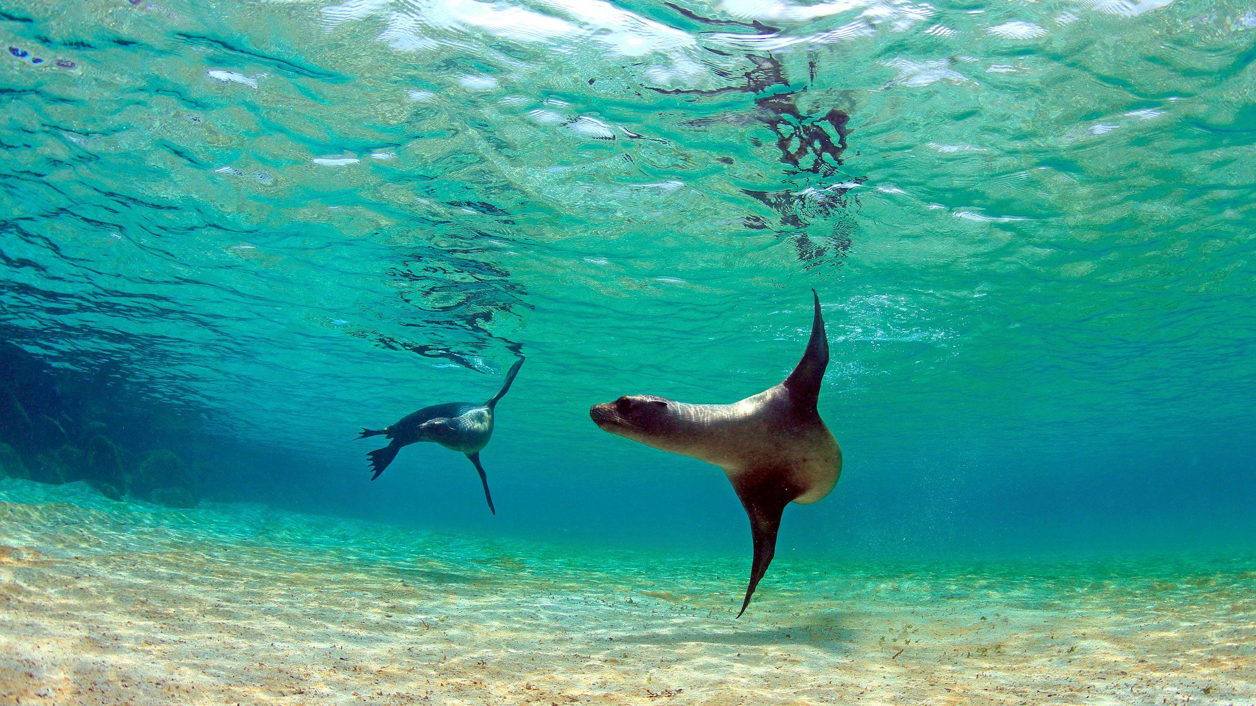 Galápagos Wallpapers - Top Free Galápagos Backgrounds - WallpaperAccess