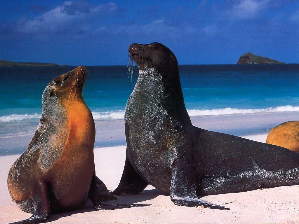 Galápagos Wallpapers - Top Free Galápagos Backgrounds - WallpaperAccess